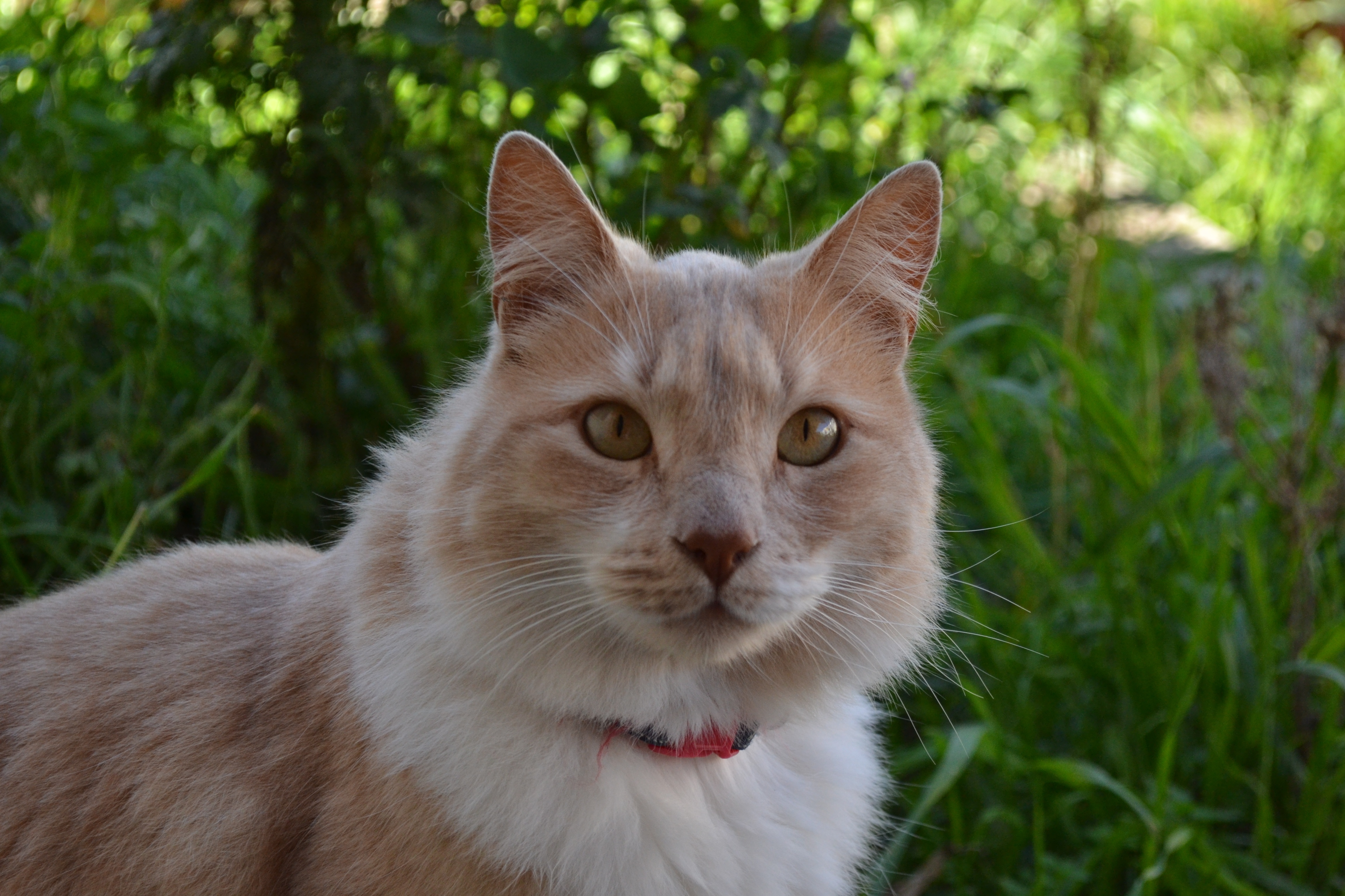 Cat Look Animal free image download