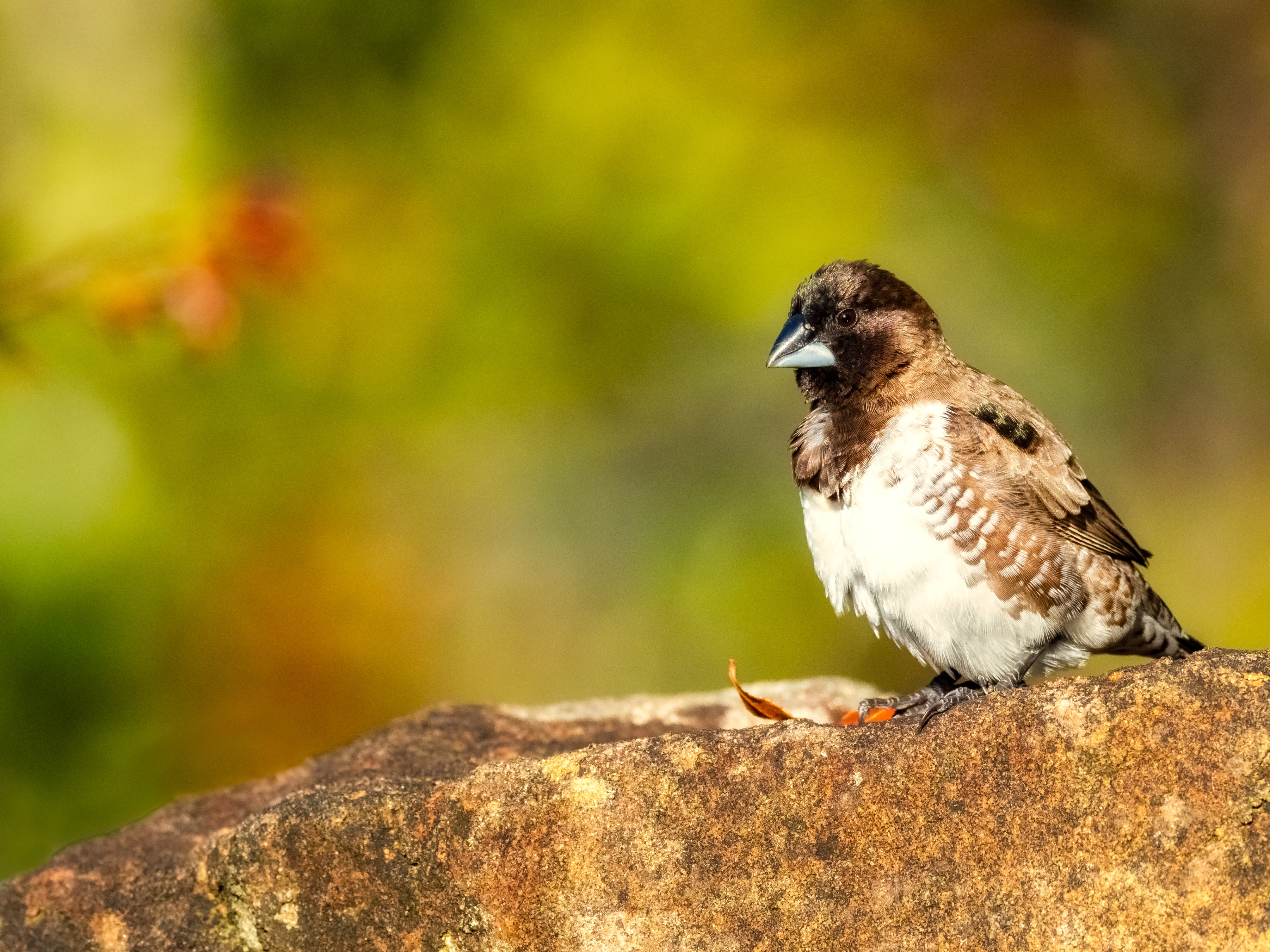 Bronze Mannikin Bird Sparrow free image download