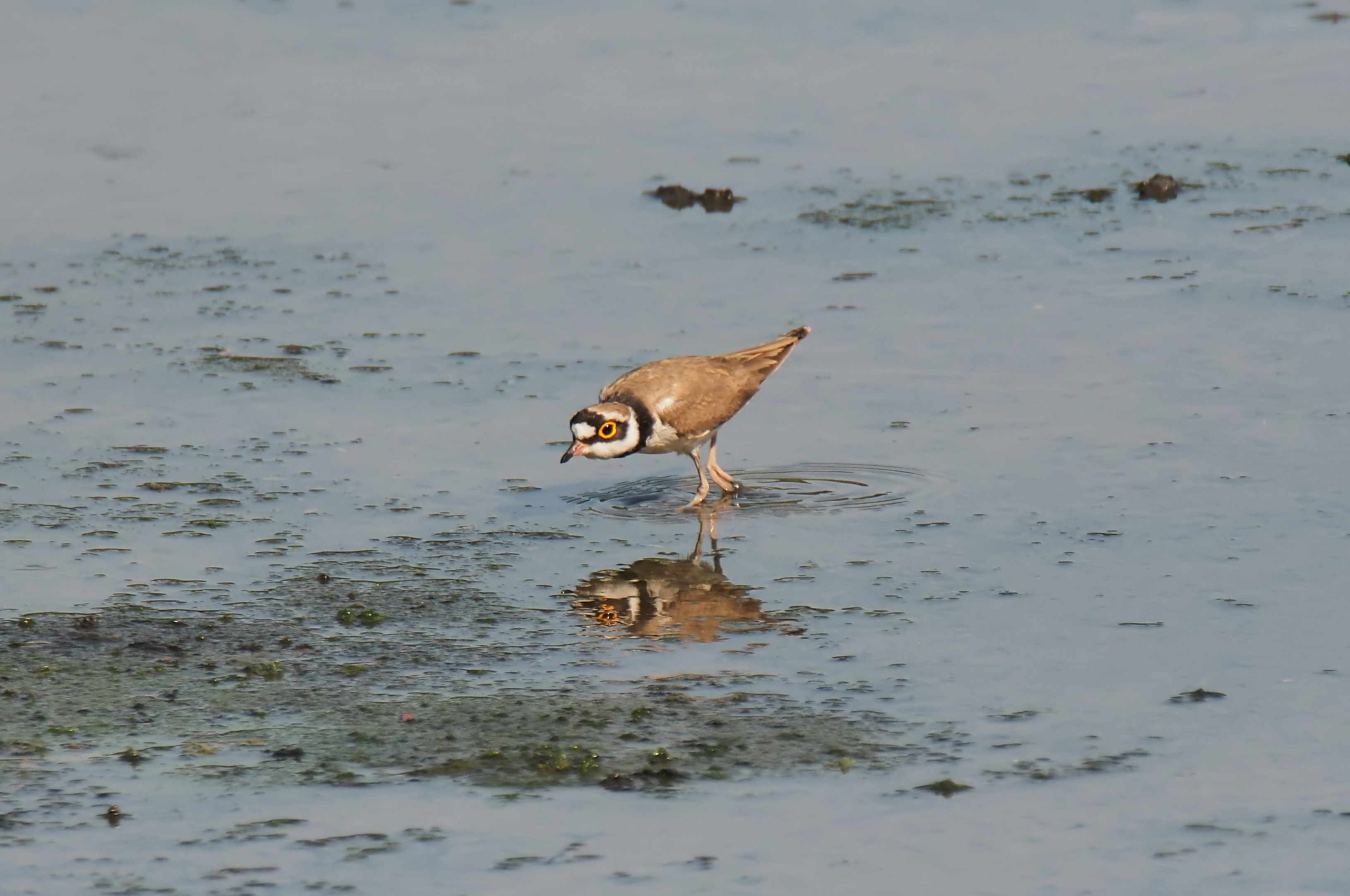 Small bird running on water free image download