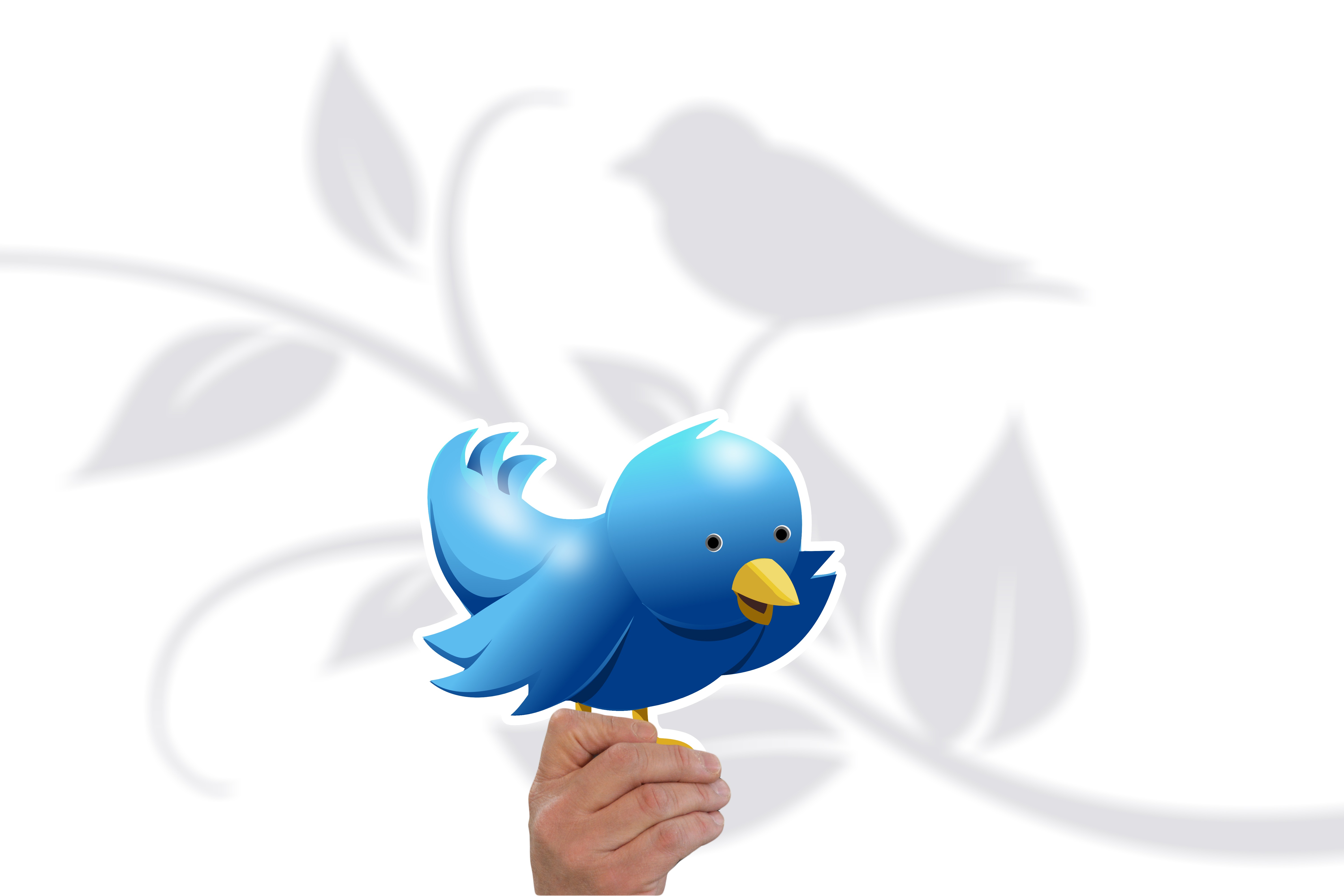 Twitter bird chirp tweet chirrup free image download