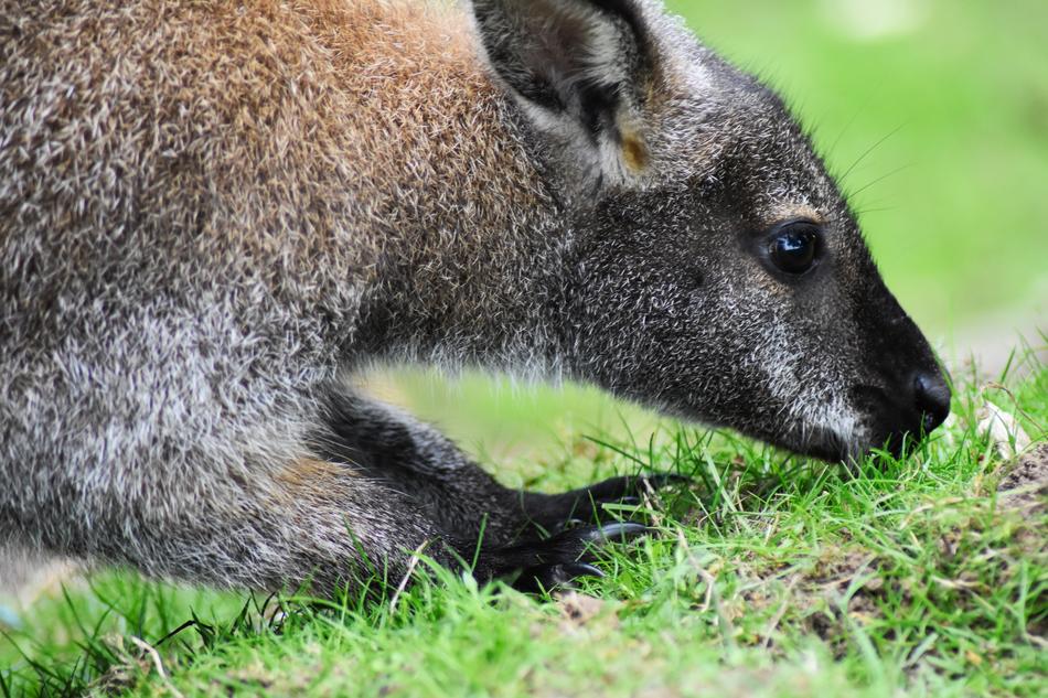 Wallaby Animal Australia free image download
