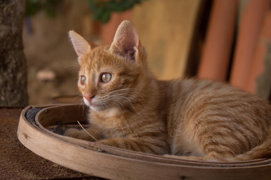 Cat Feline Animal free image download