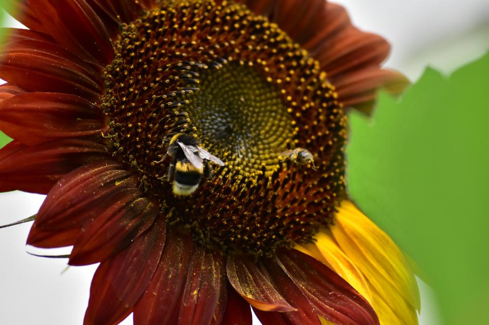 Sunflower Pollination Pollen free image download