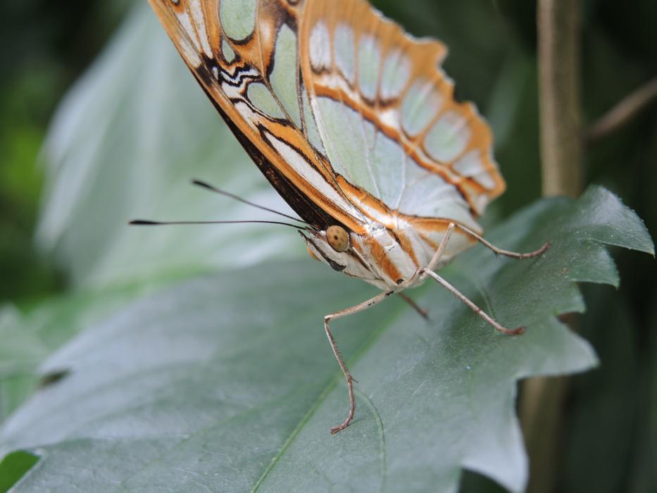 Butterfly Close Up Macro free image download