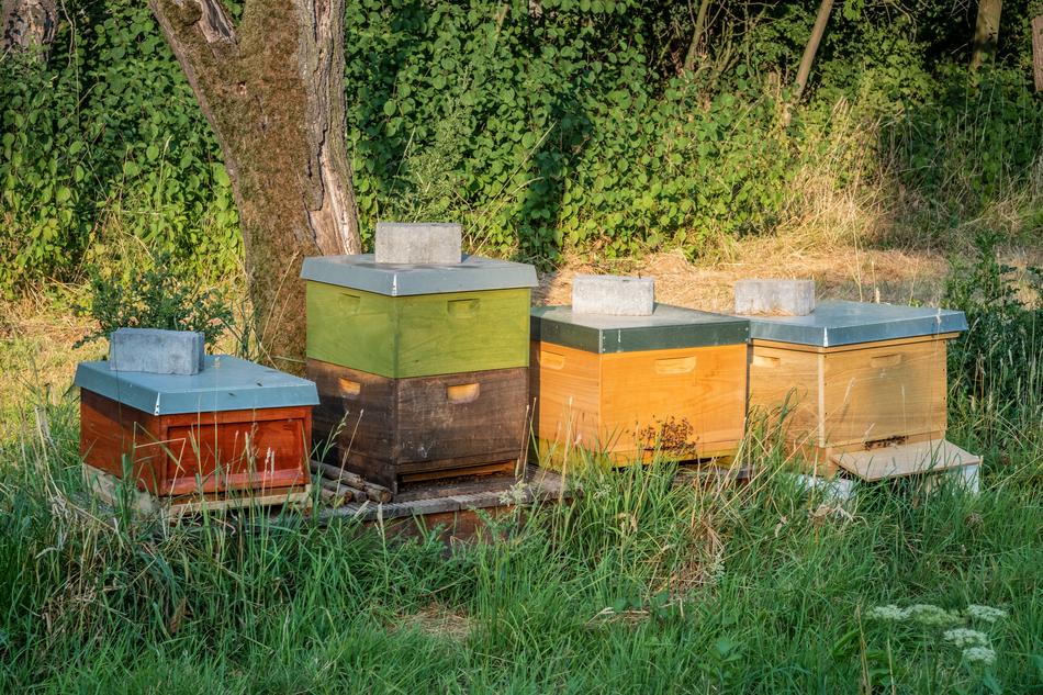 Apiary, Bees and Beehives beneath tree free image download
