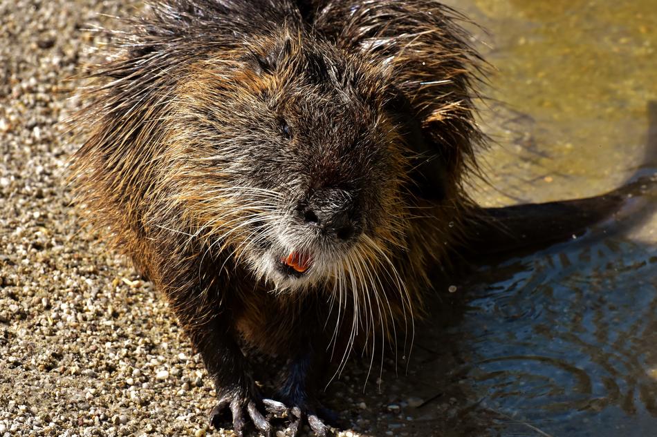 Nutria Water Rat free image download