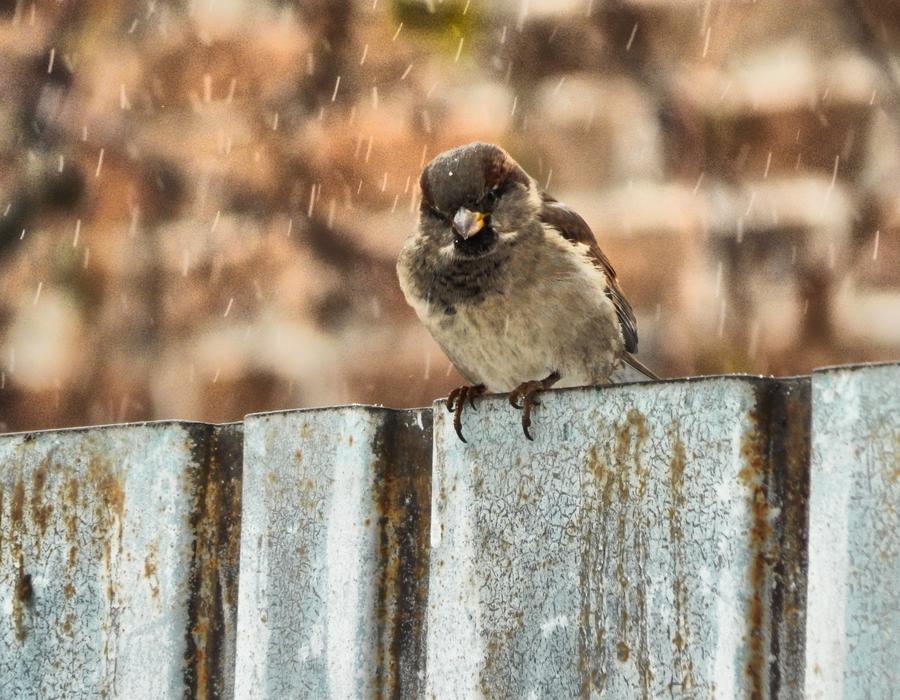 Living Nature Bird free image download