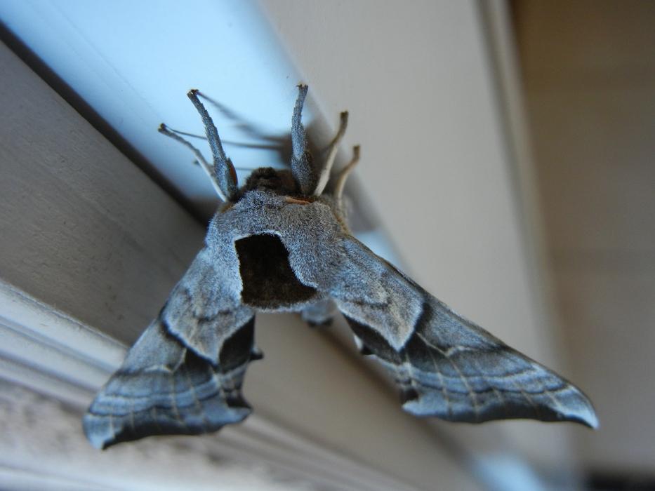 Outdoors Wing Moth free image download