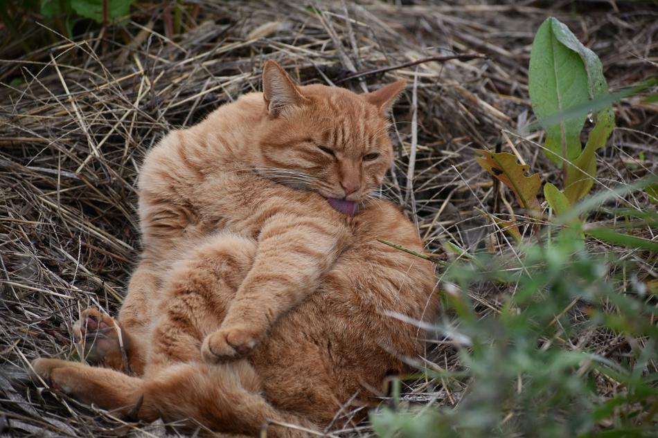 Animal Cat Relax free image download