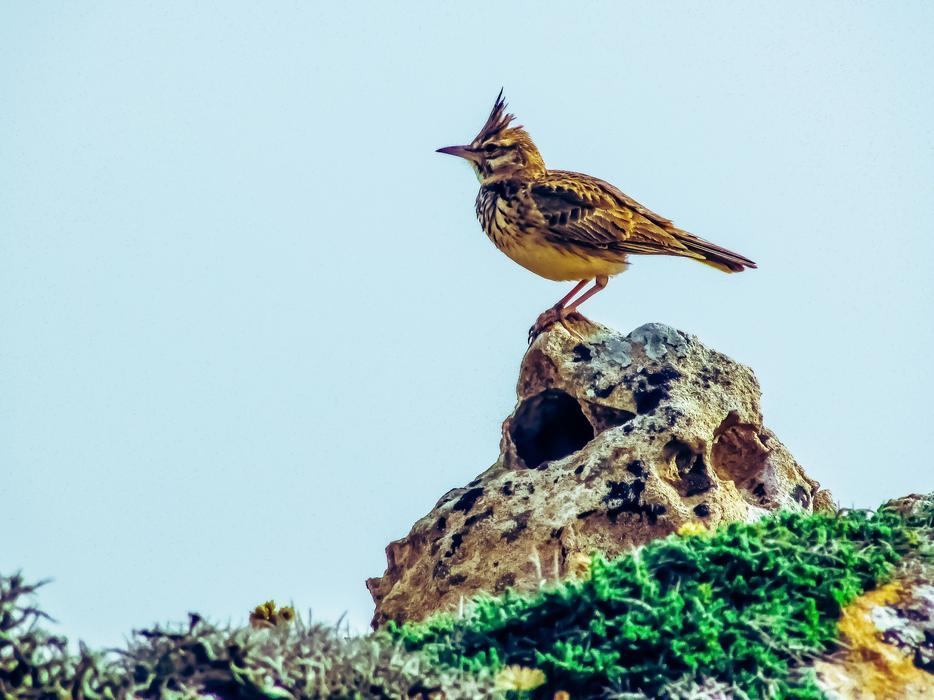 Lark Bird Nature free image download