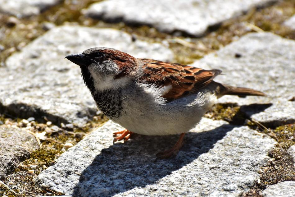 Sparrow Sperling Bird free image download