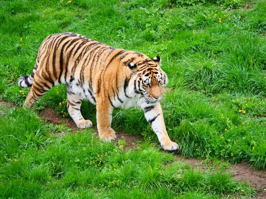 Tiger Big Cat free image download