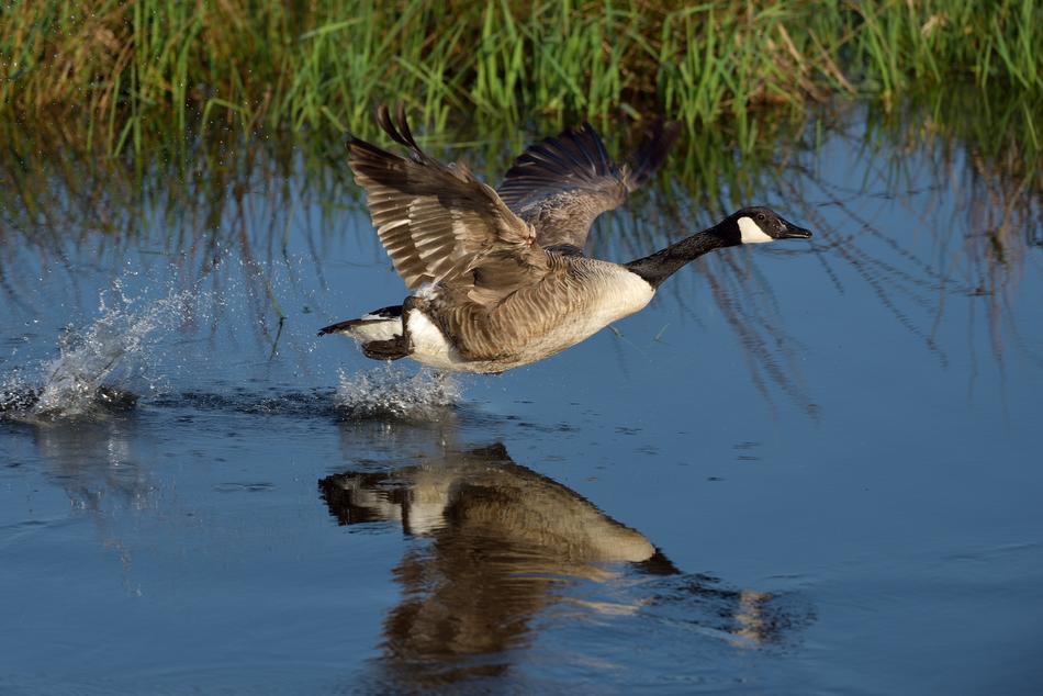 Bird Body Of Water Mare free image download