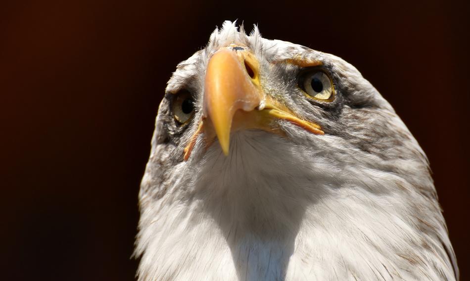 Adler Bald Eagle Bird free image download