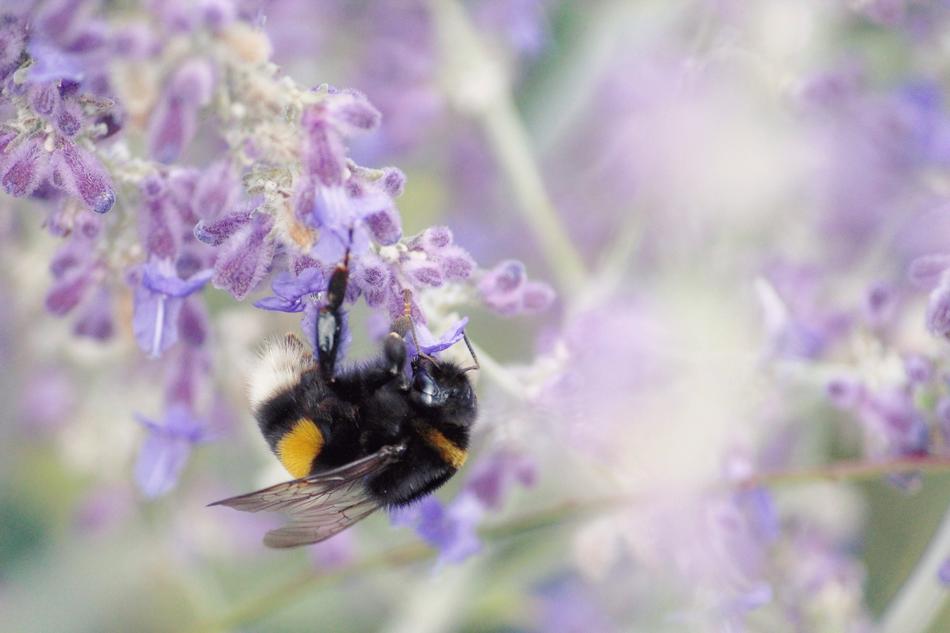 Hummel Insect Animal free image download