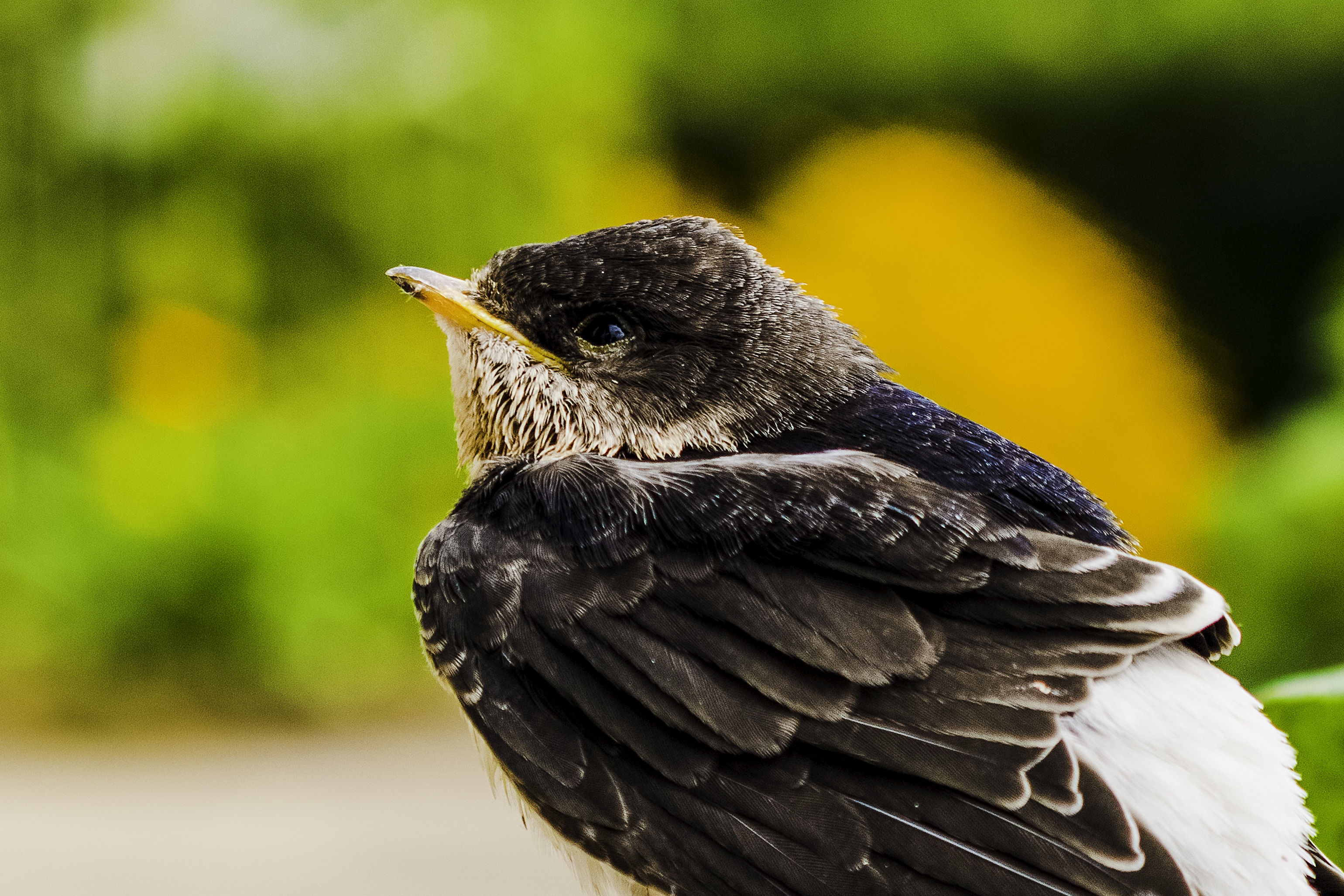 Schwalbe Bird Nature free image download