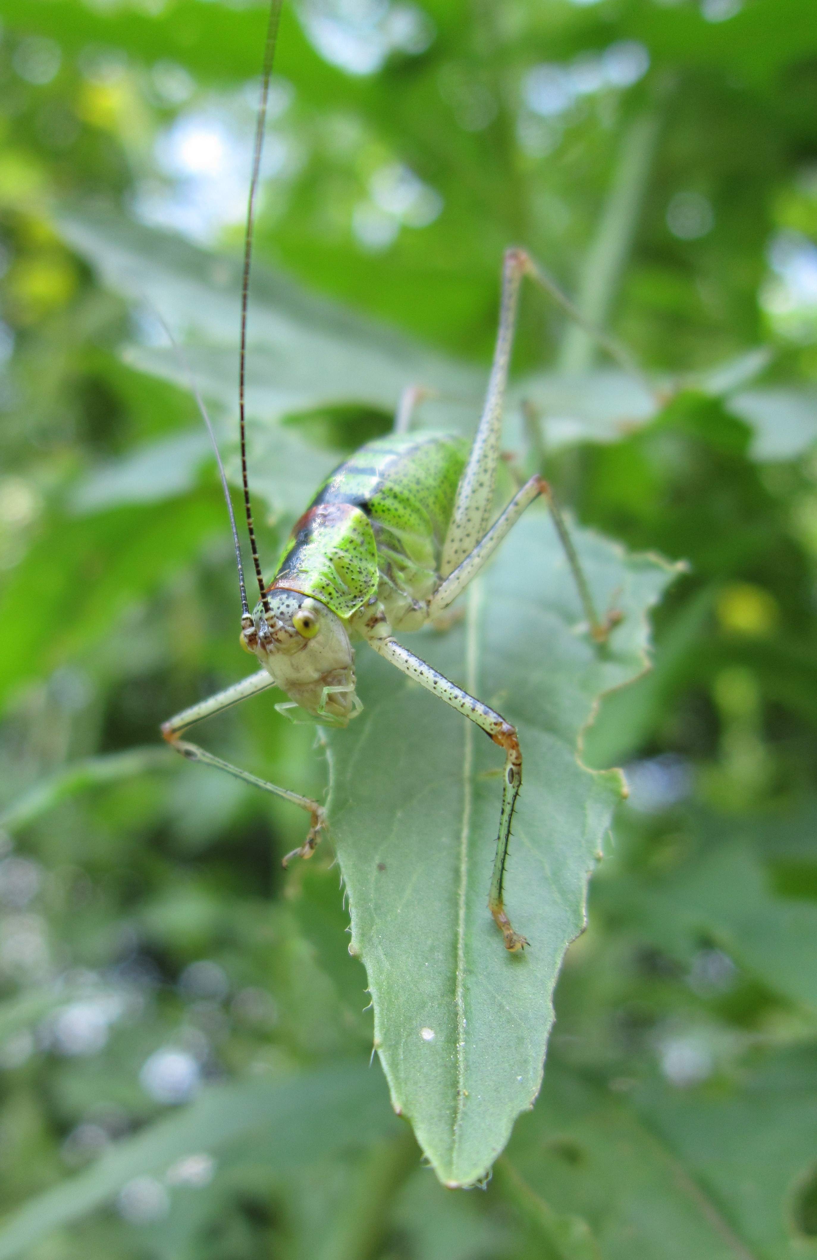 Bug Insect Green free image download