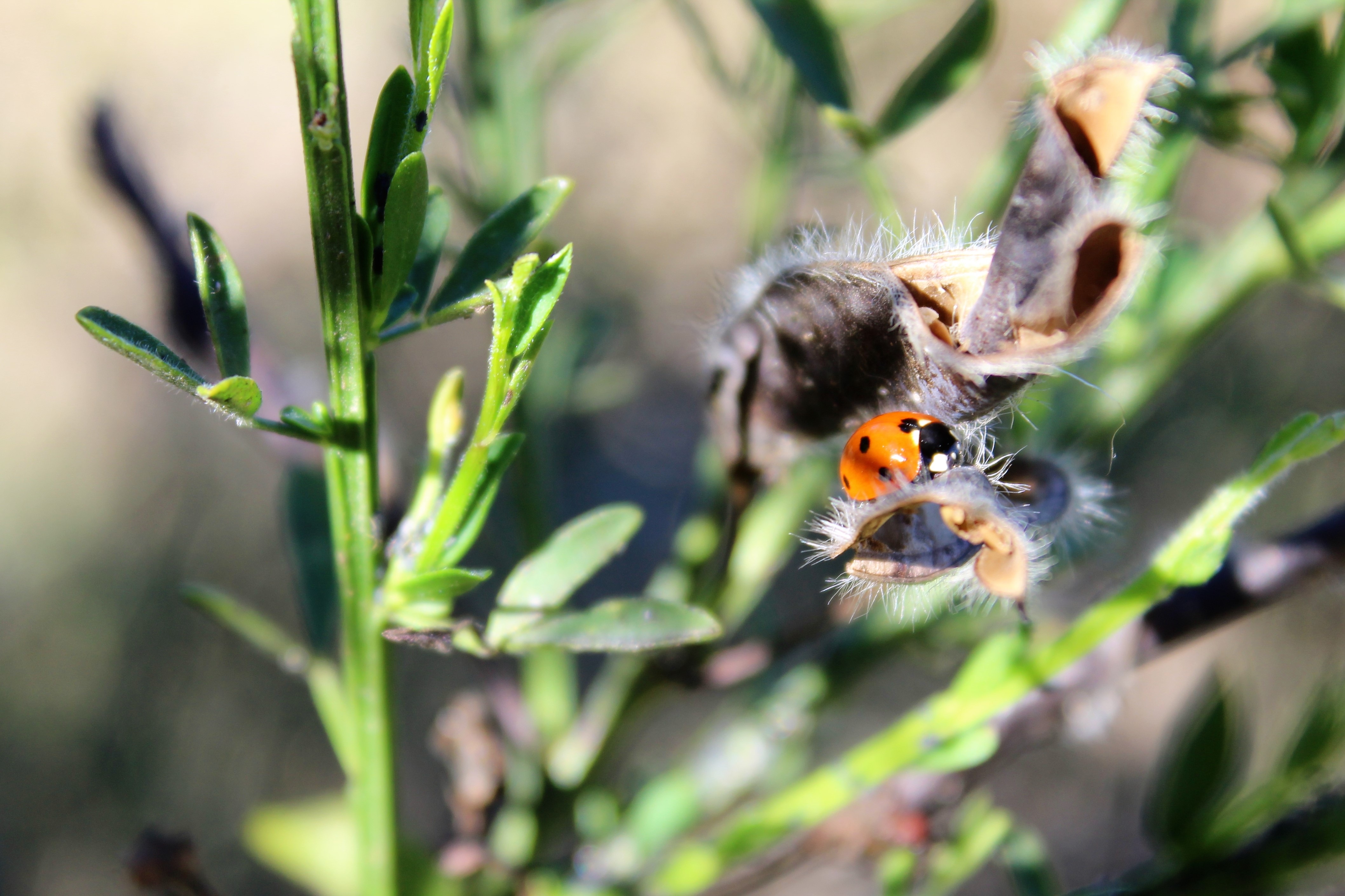 Summer Lady Bug Insect free image download