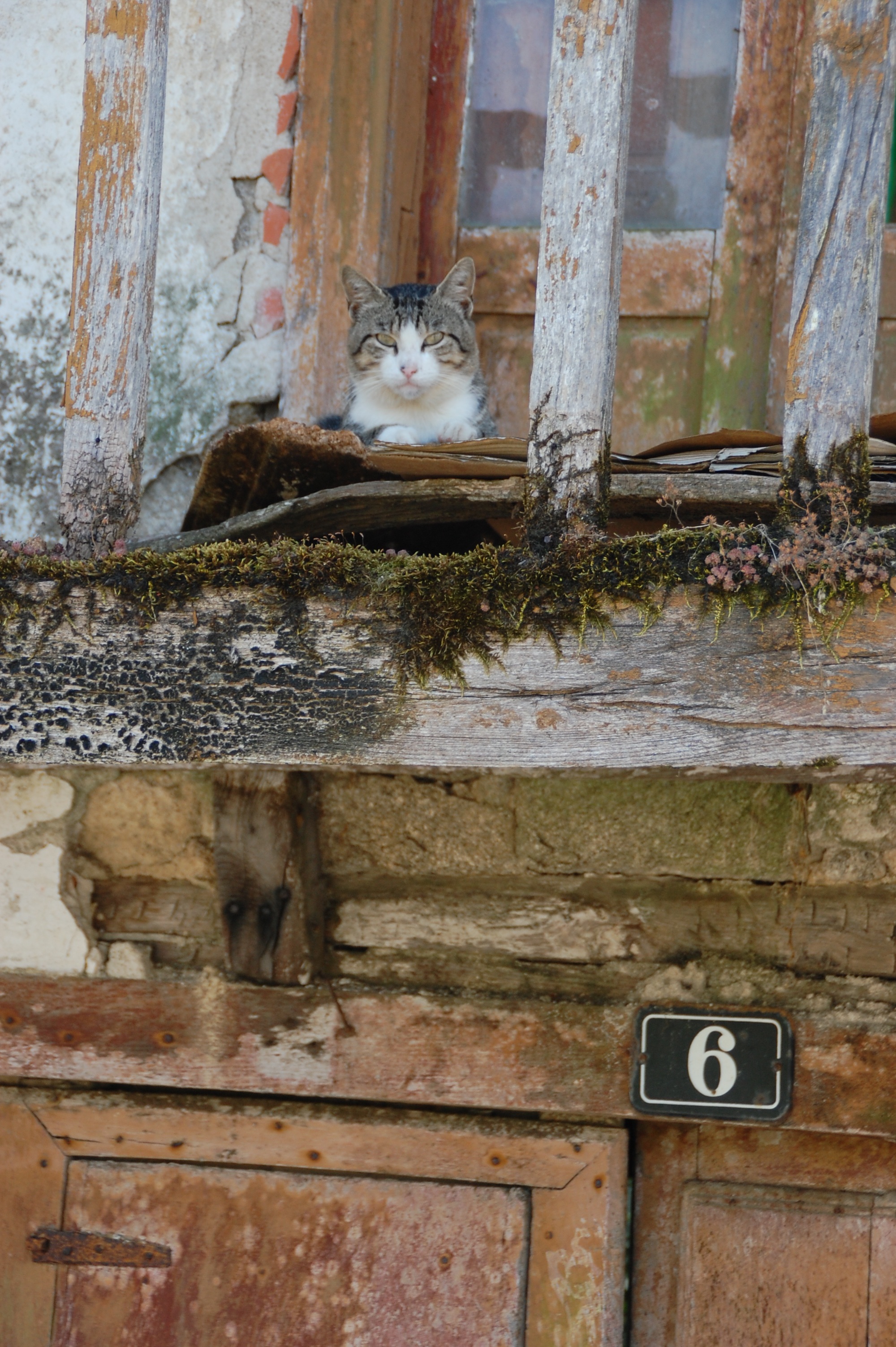 Cat House Old free image download