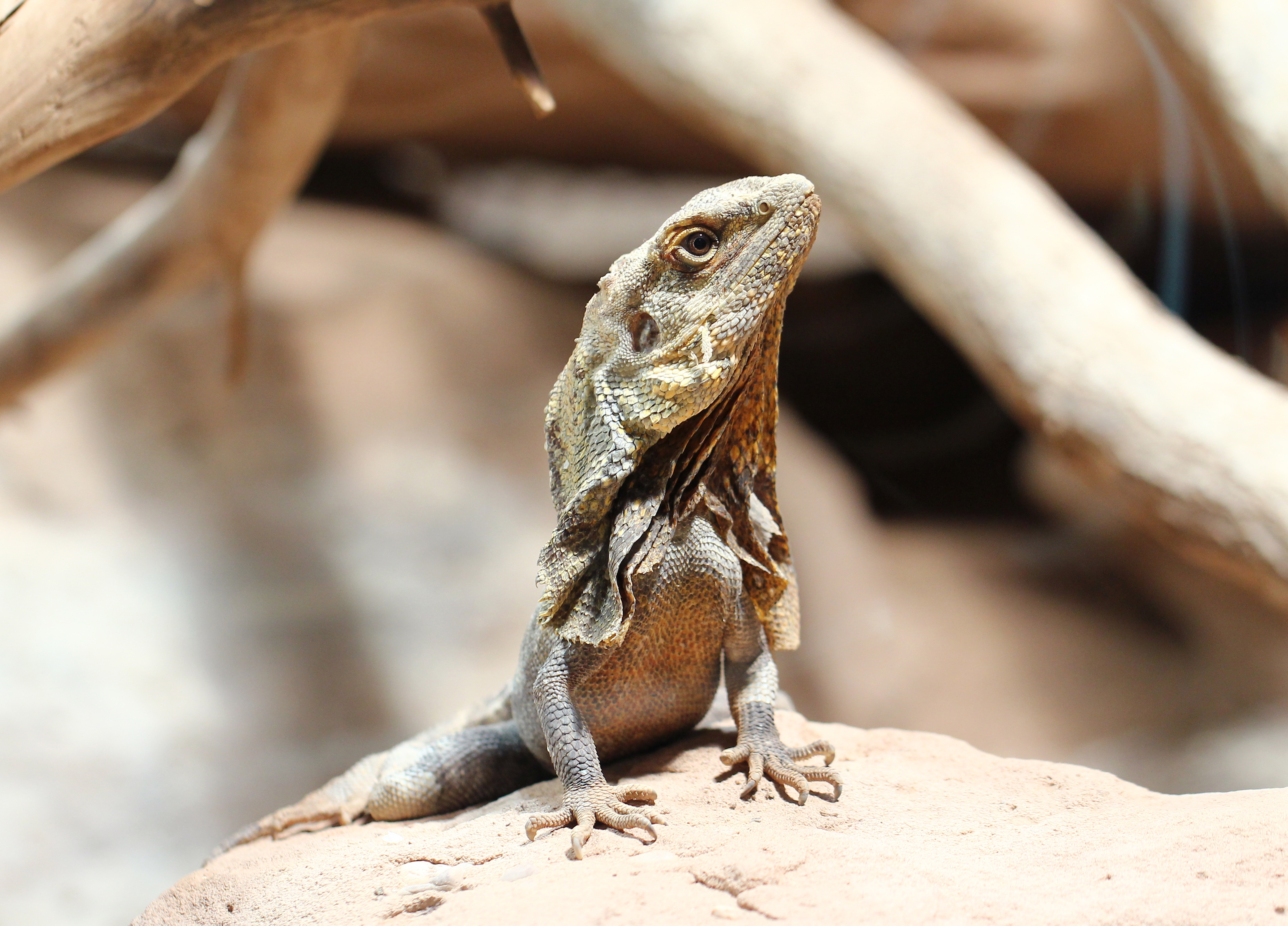 Chameleon Reptile Animal World free image download