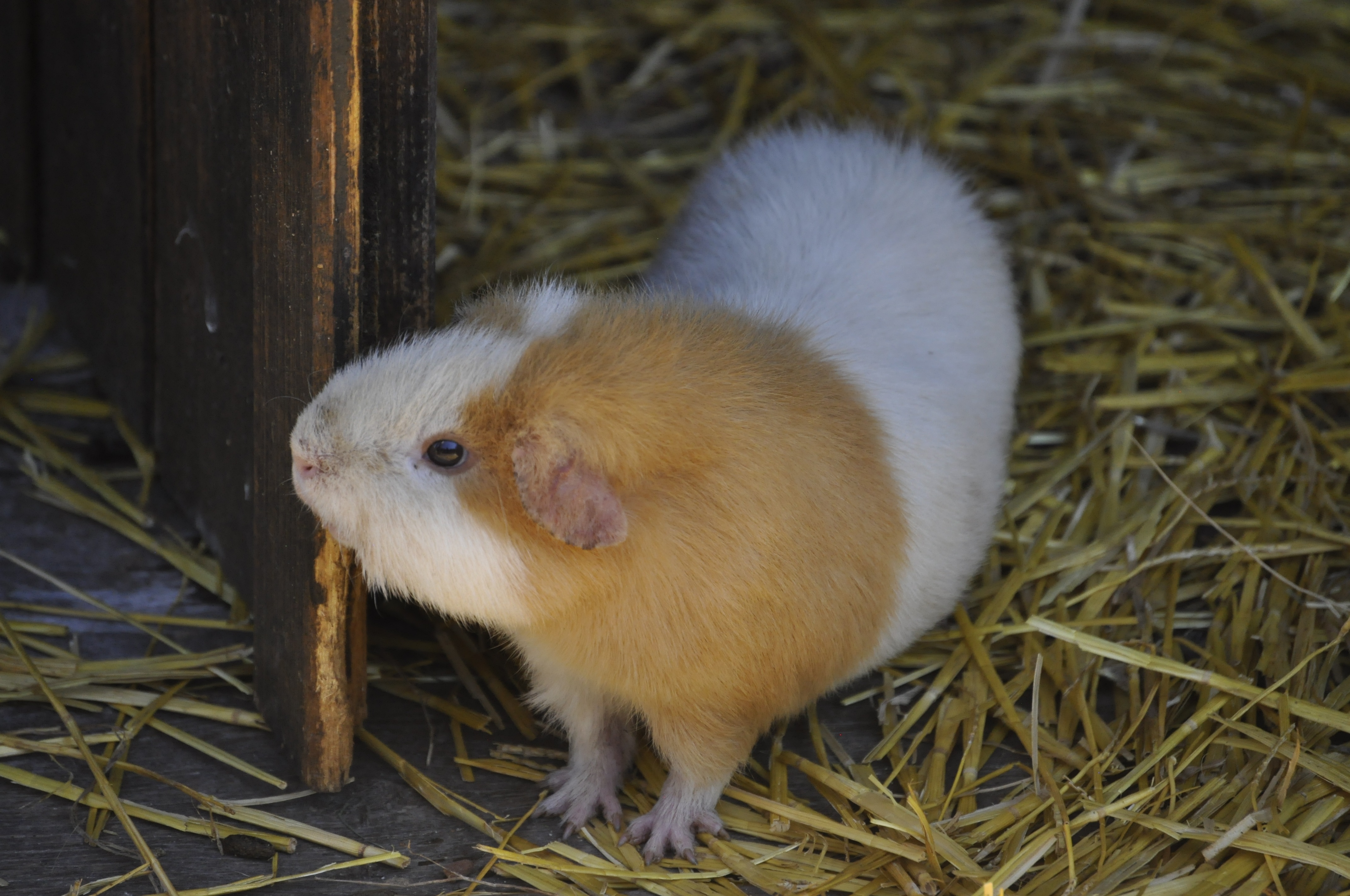 Animal Cavy Rodents free image download