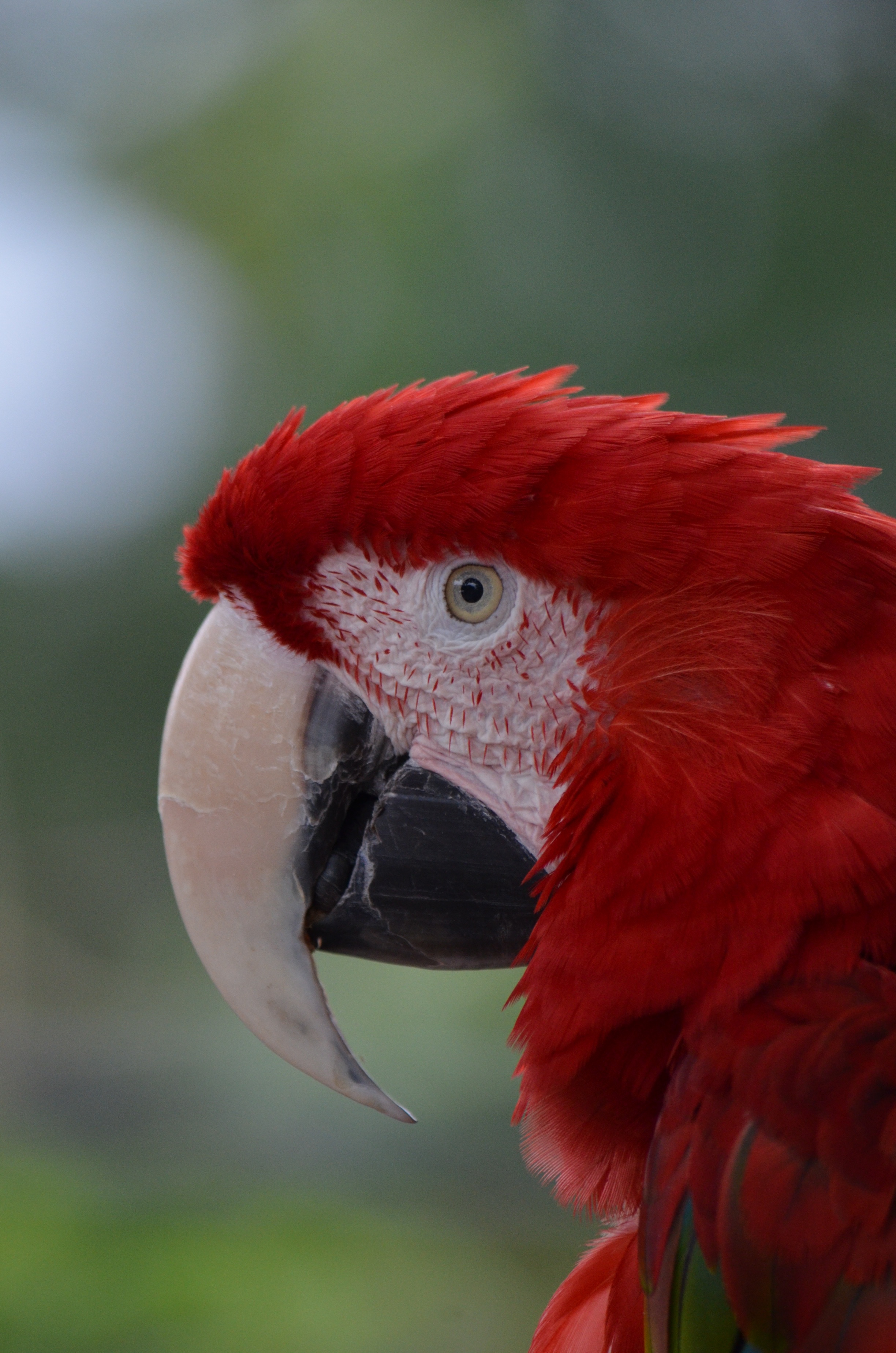 Red Bird Macaw free image download