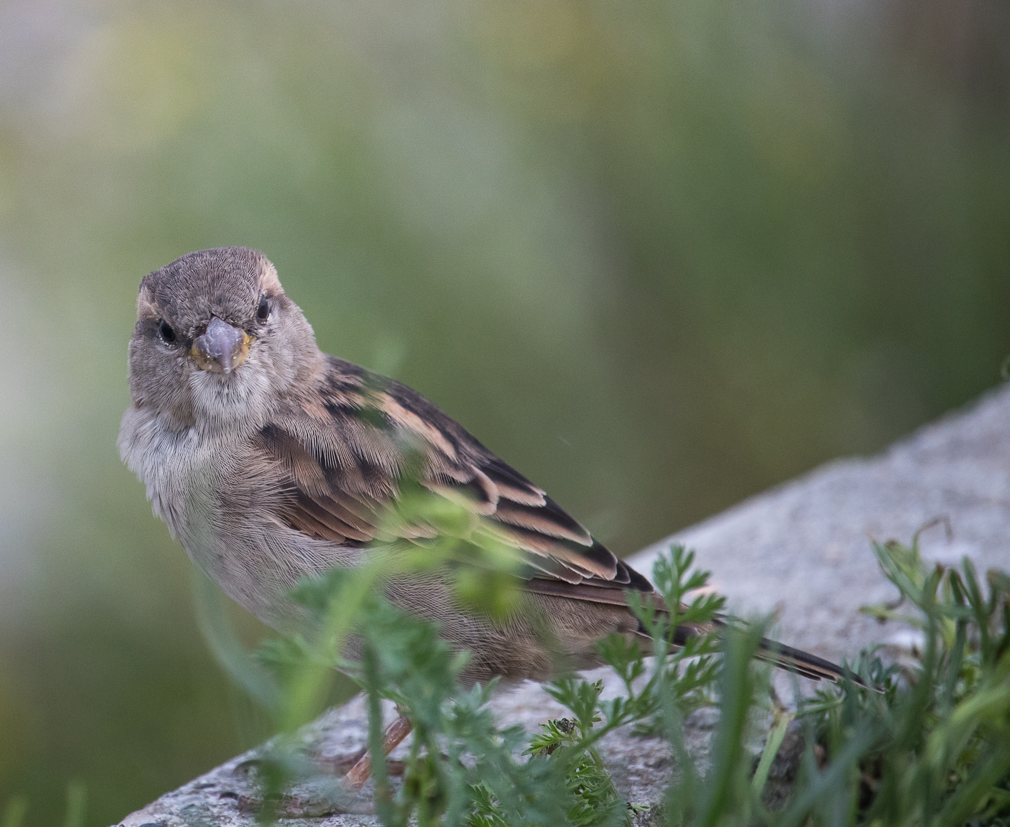 Sparrow Sperling Bird free image download