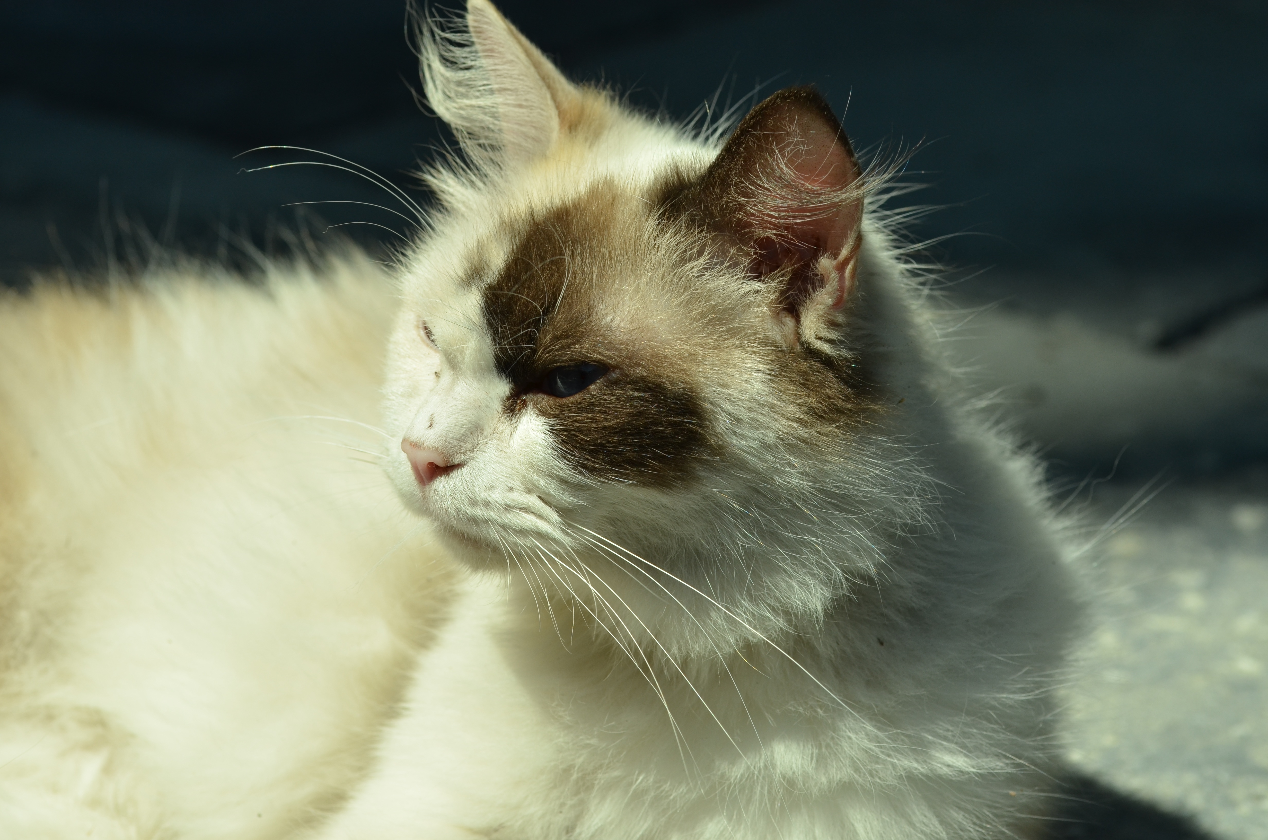 Cat Cats Arrogant free image download