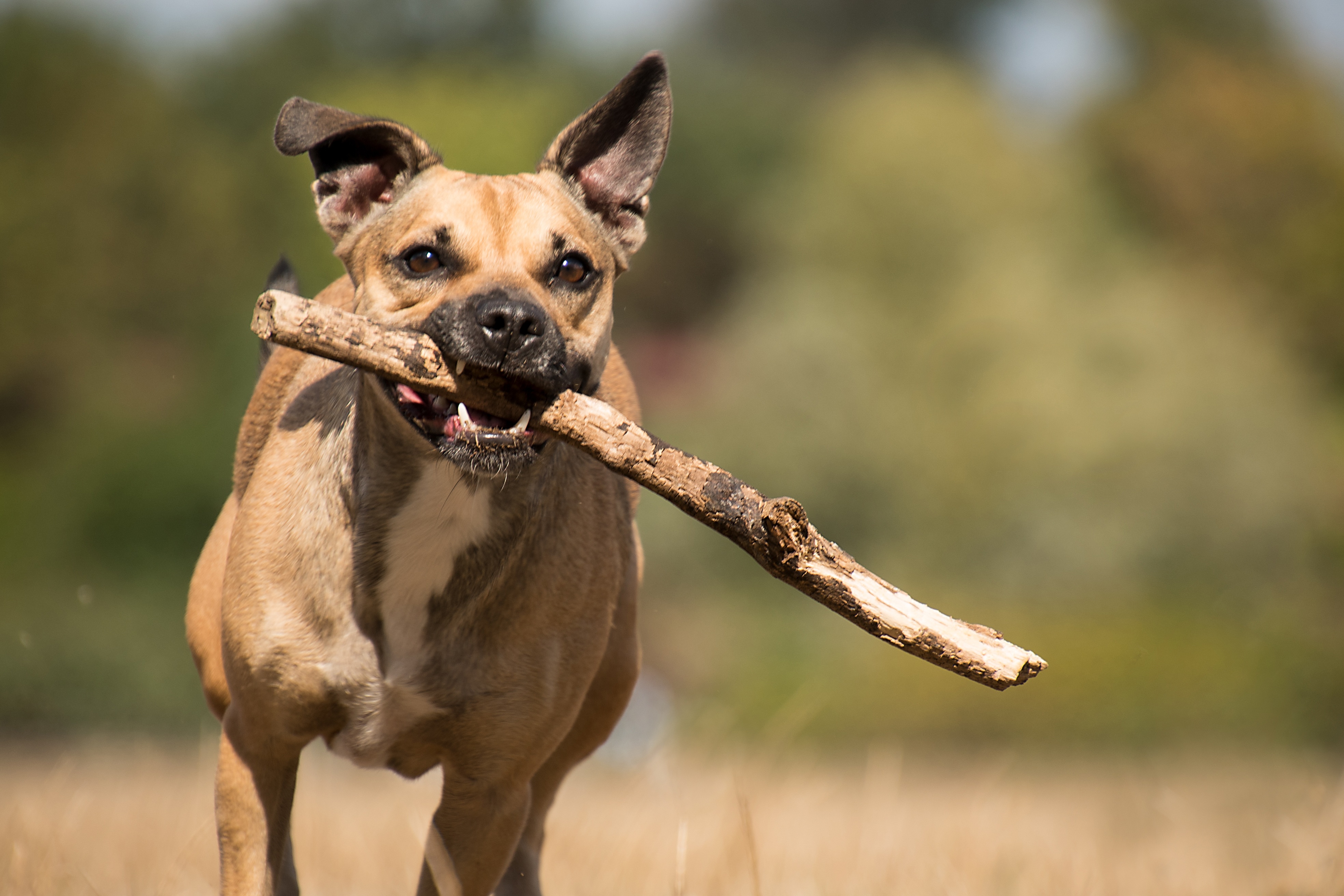 Dog Mammal Mongrel Stock free image download