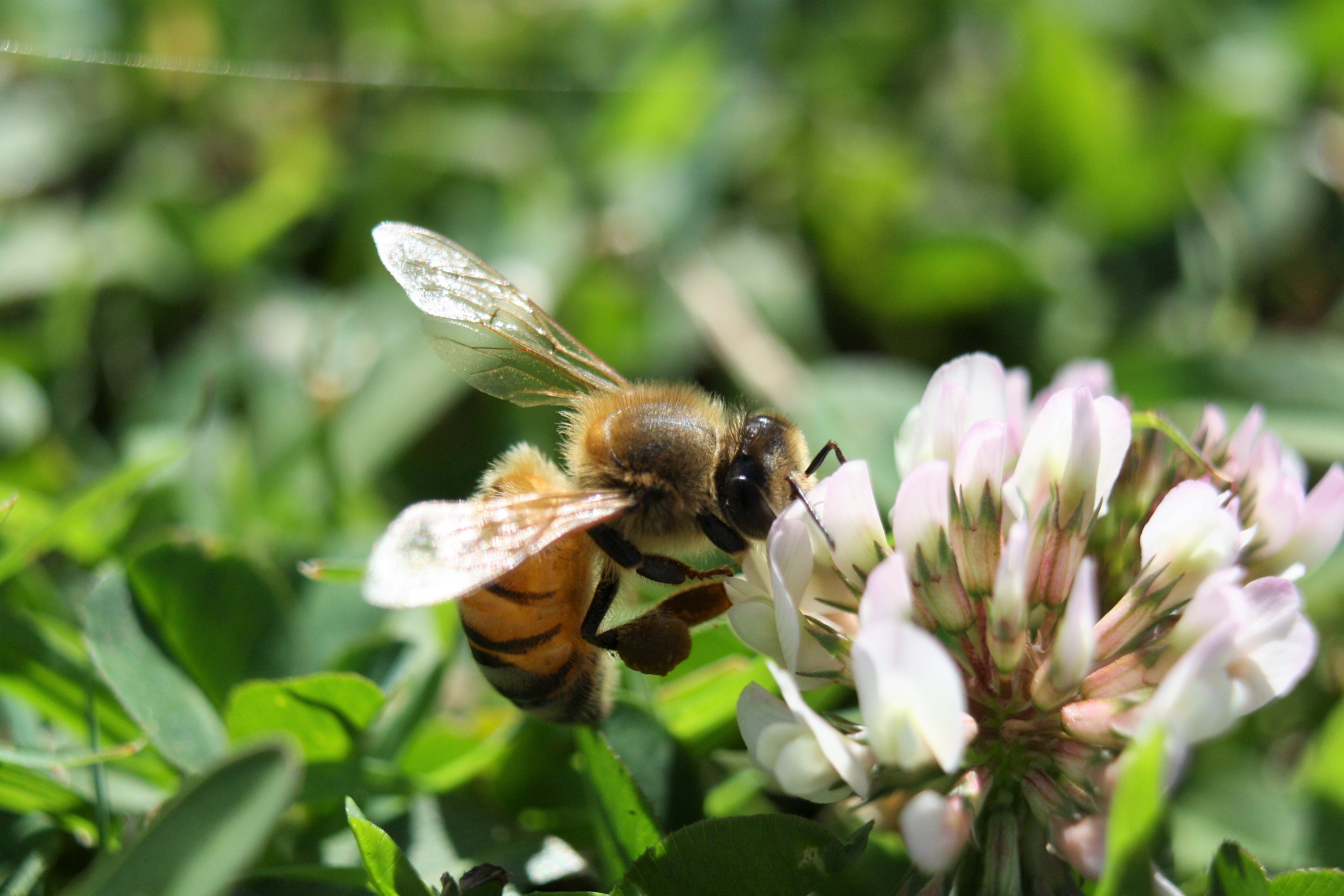 Bee Clover Macro free image download