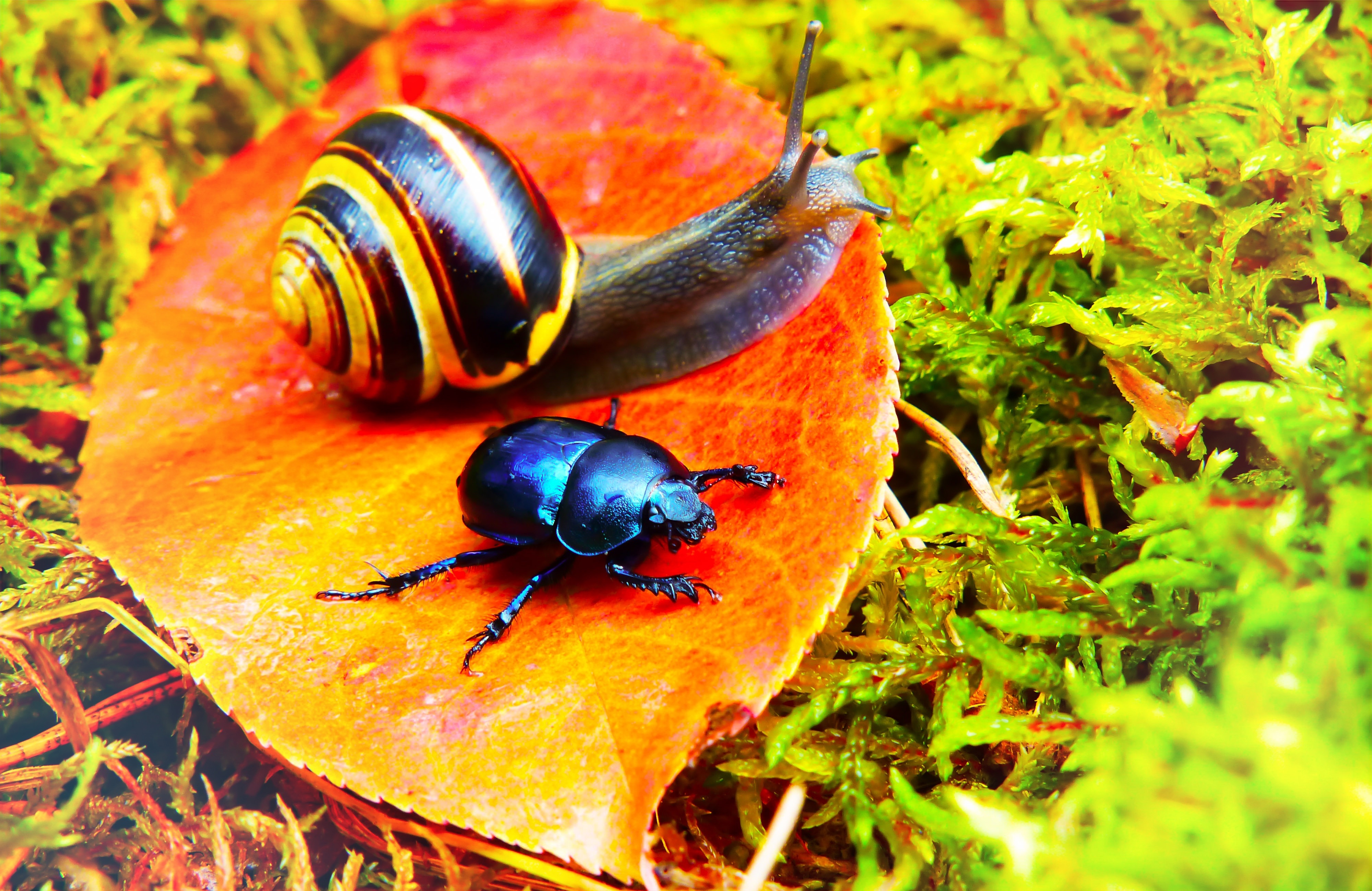 Forest Beetle Insect Snail free image download