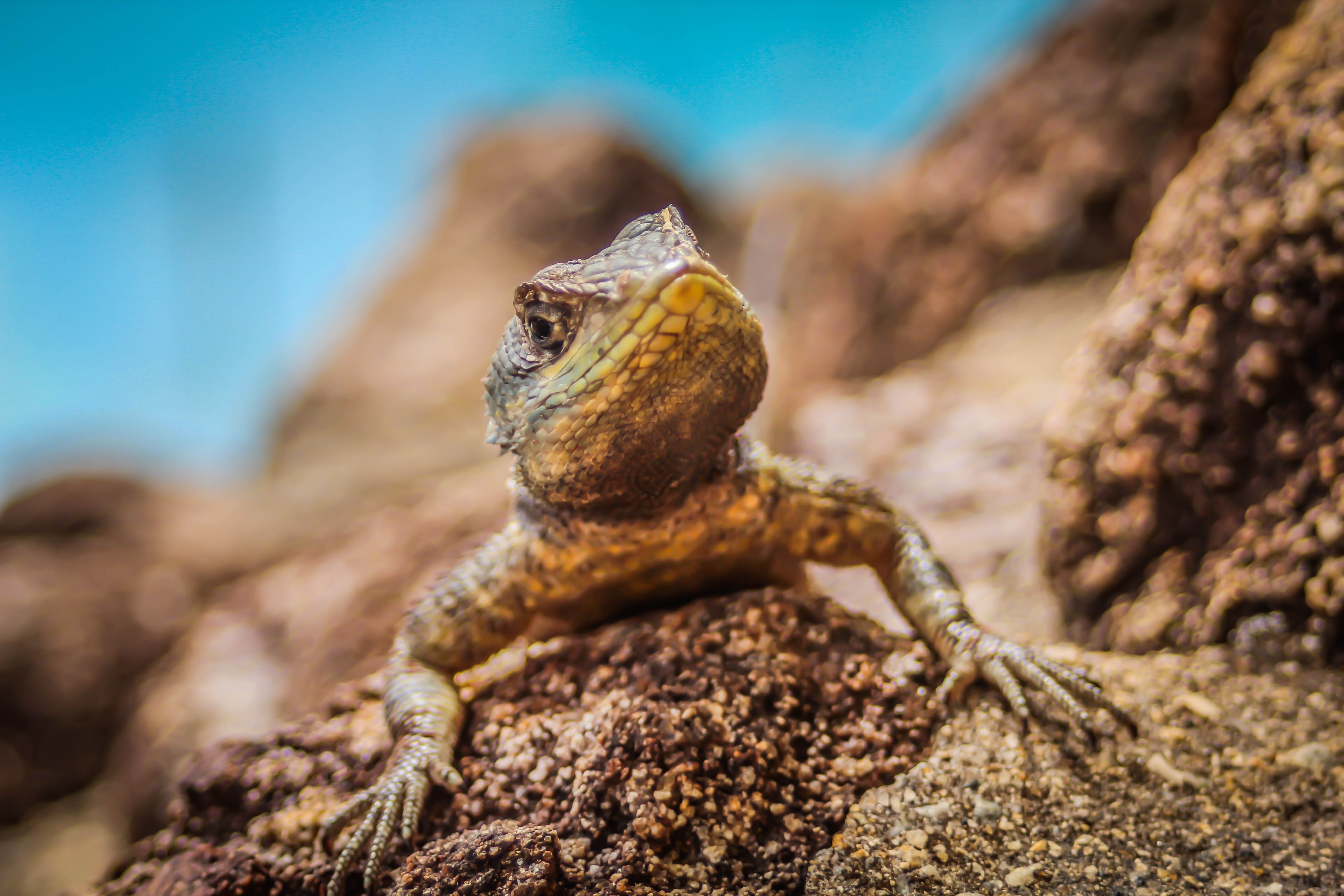 Alligator Lizard Crocodile free image download