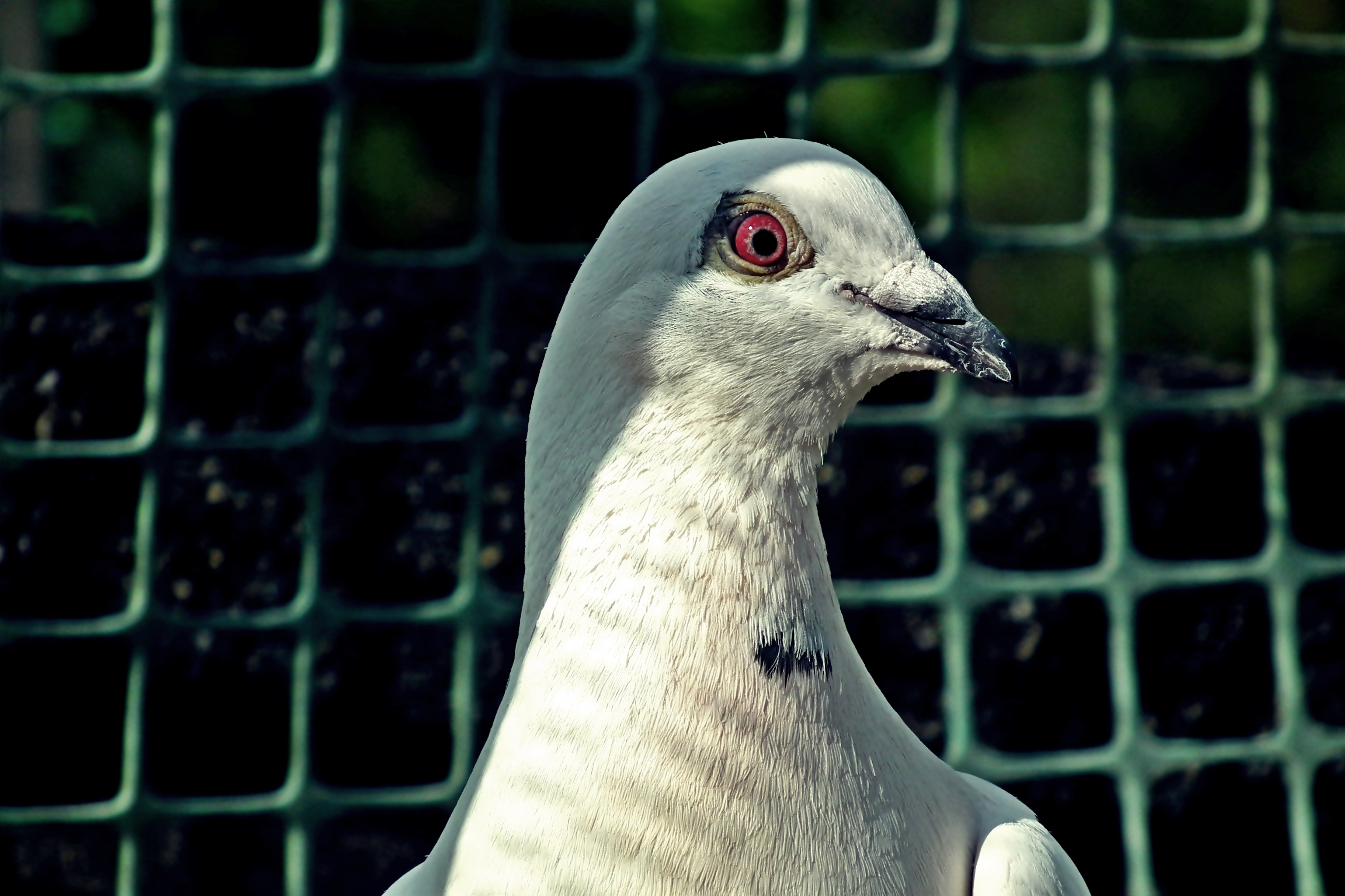 Dove Postal Codes White free image download