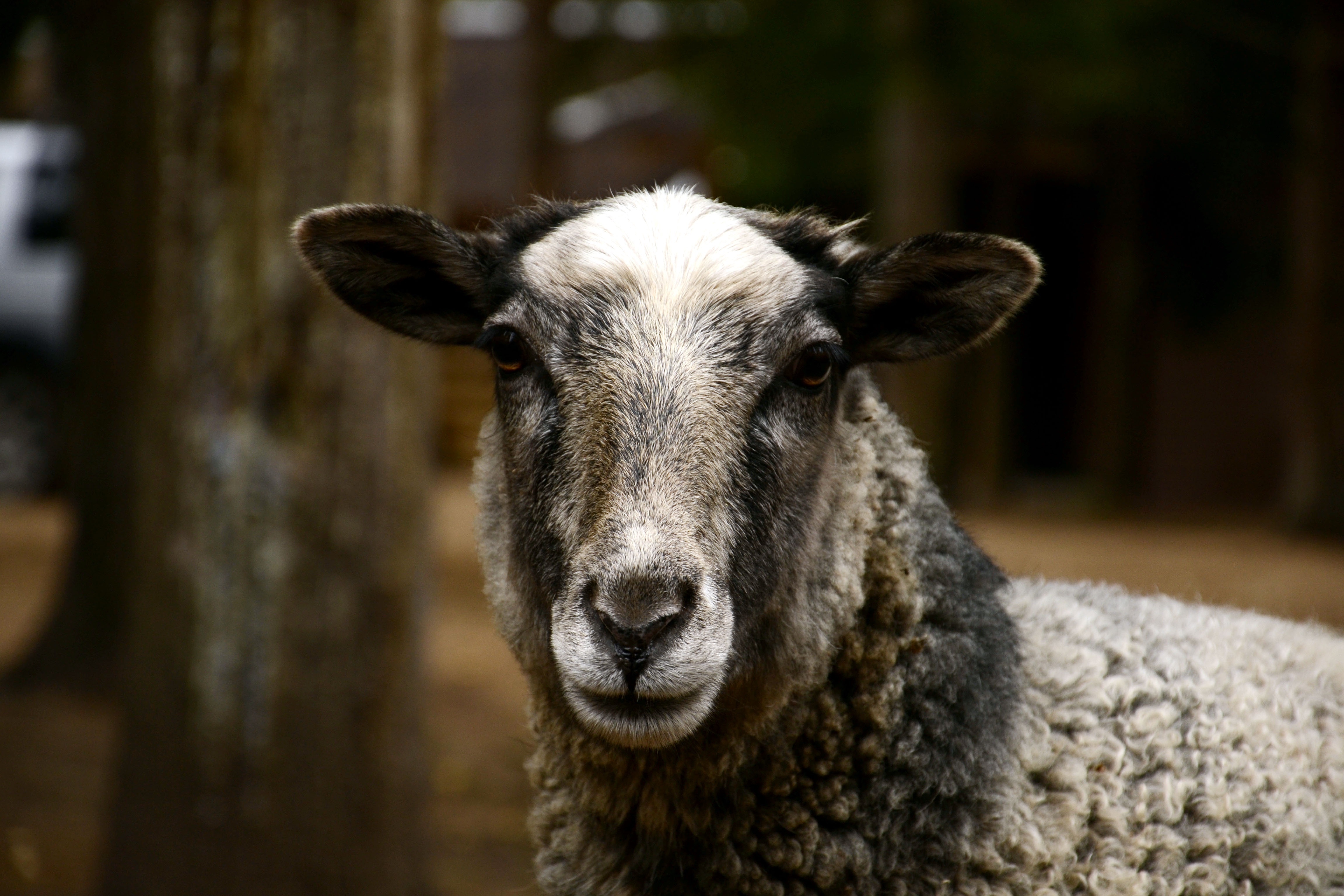 Baran Sheep Cattle free image download