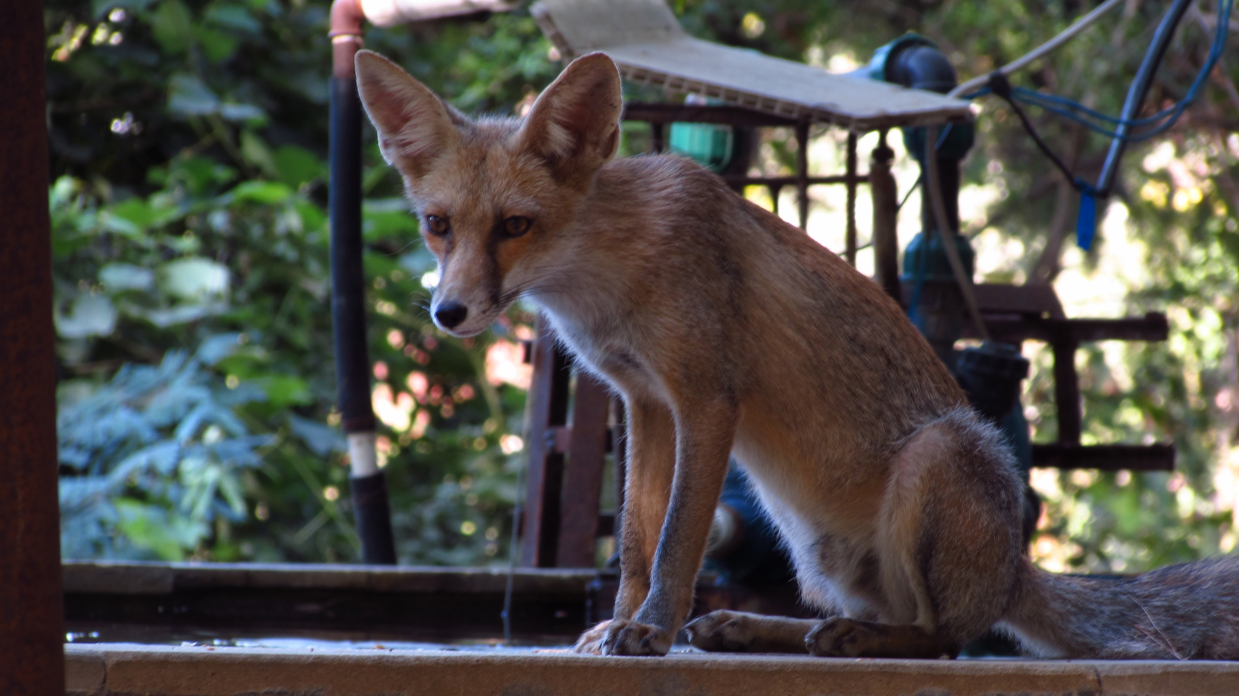 Fox Animal Nature free image download