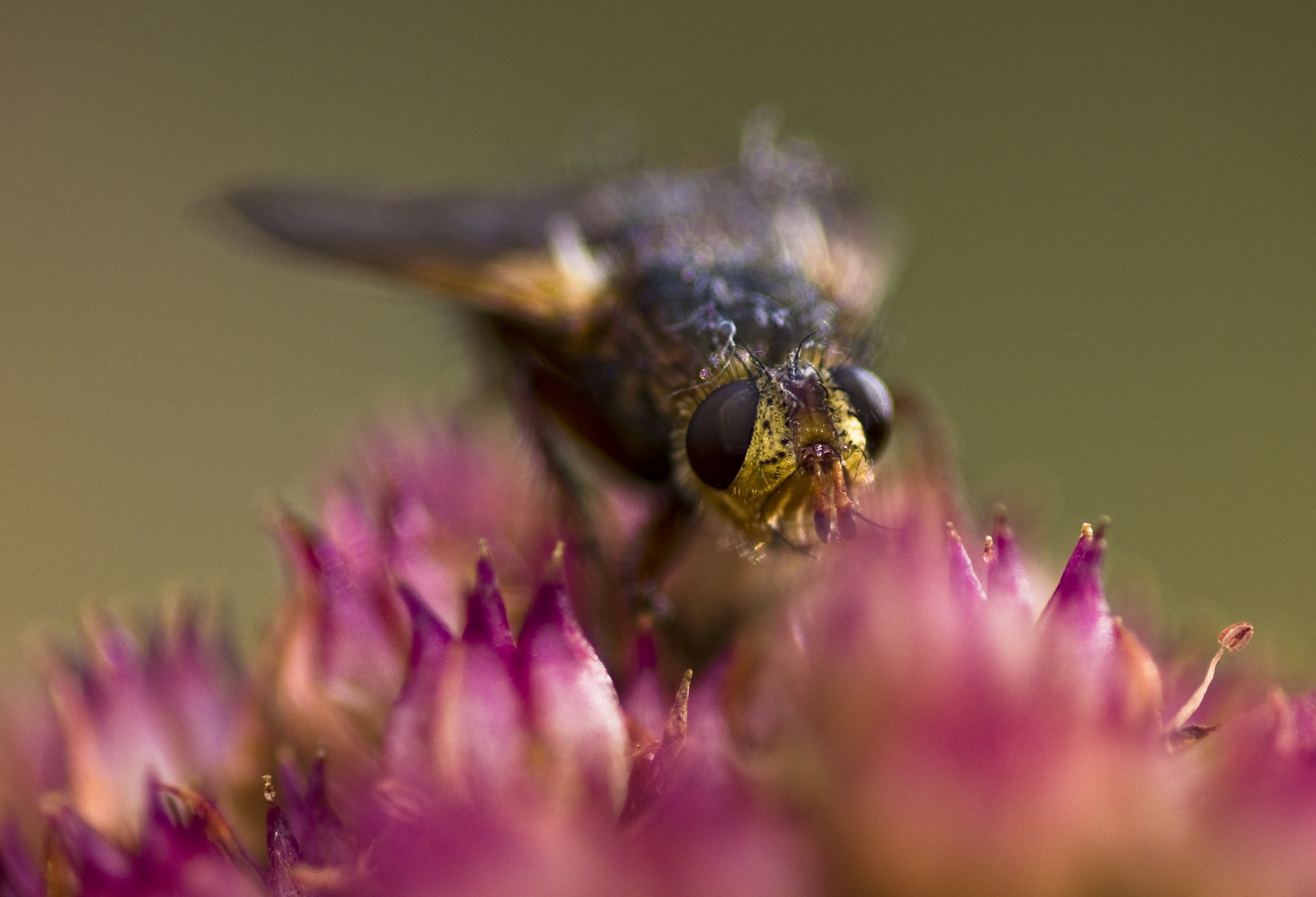 Hoverfly Fly Insect free image download