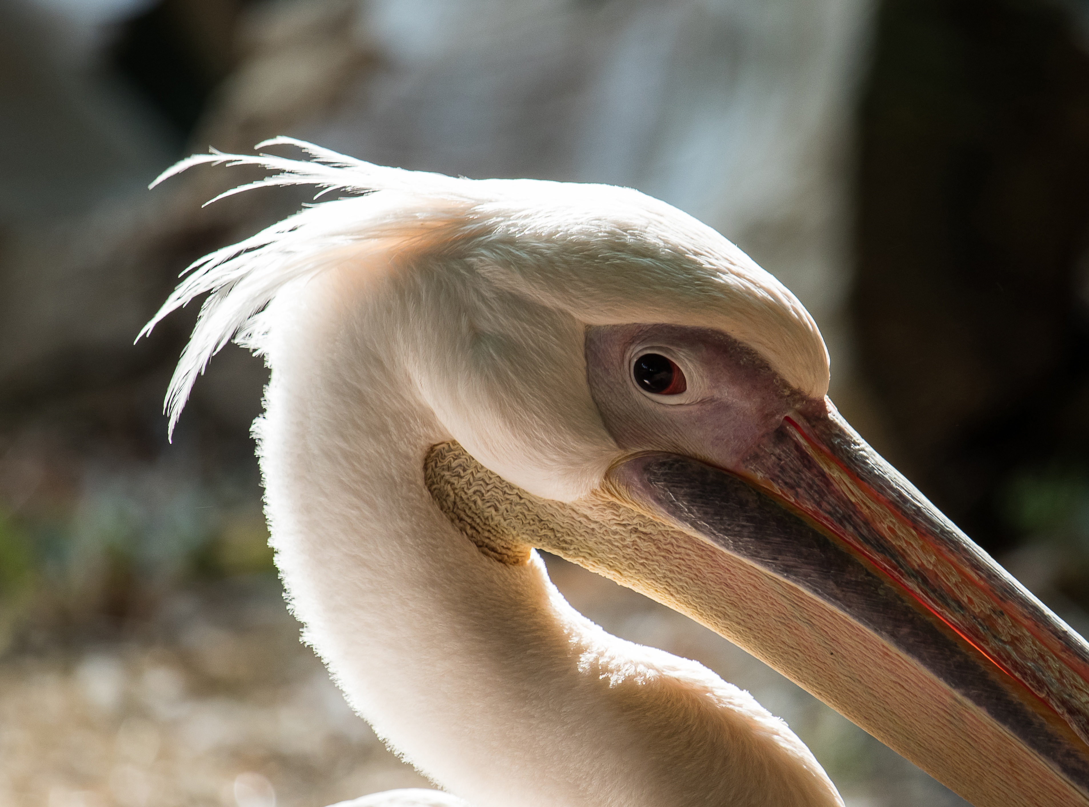 Pelikan Bird Animal free image download