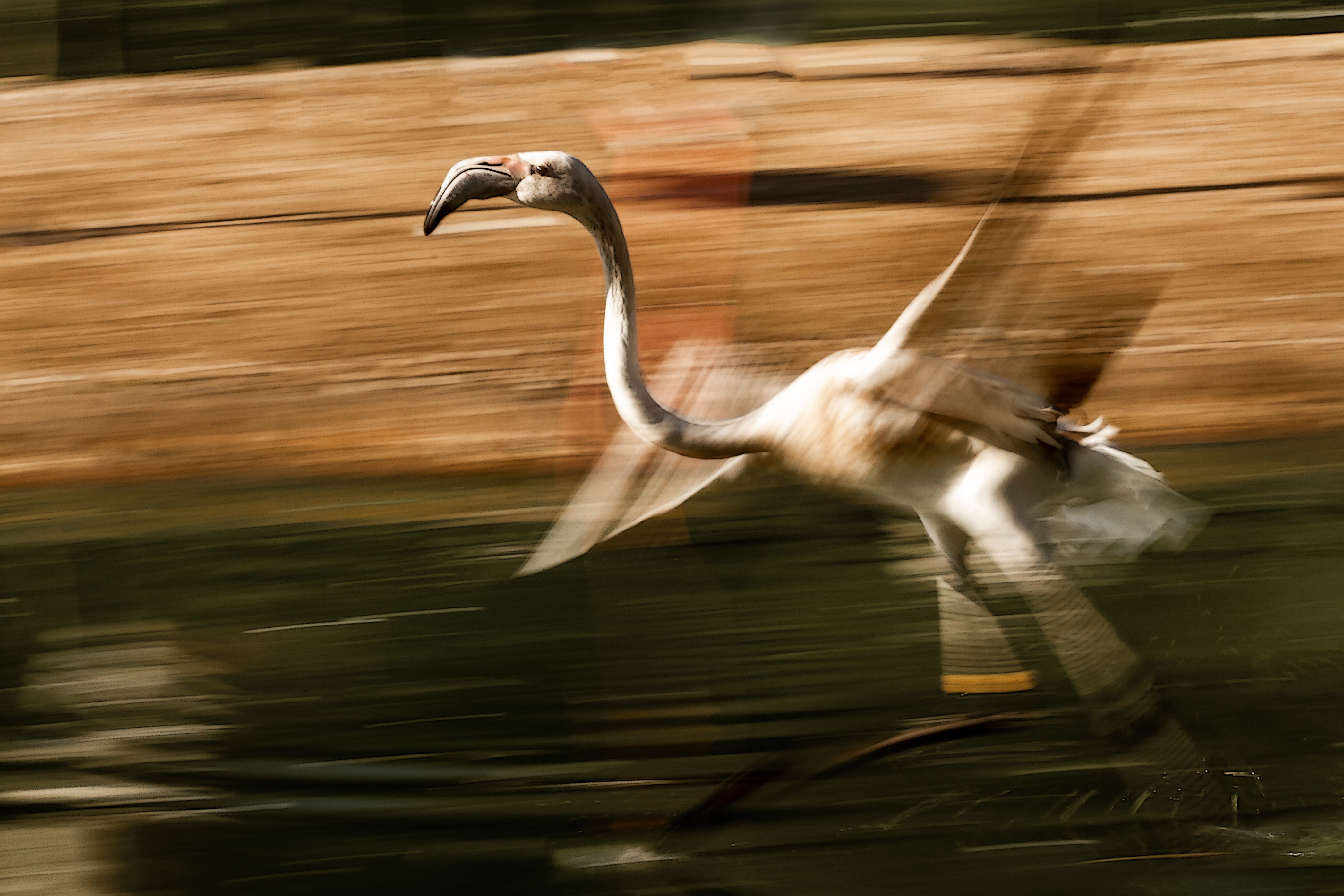Flamingo Movement Fast free image download
