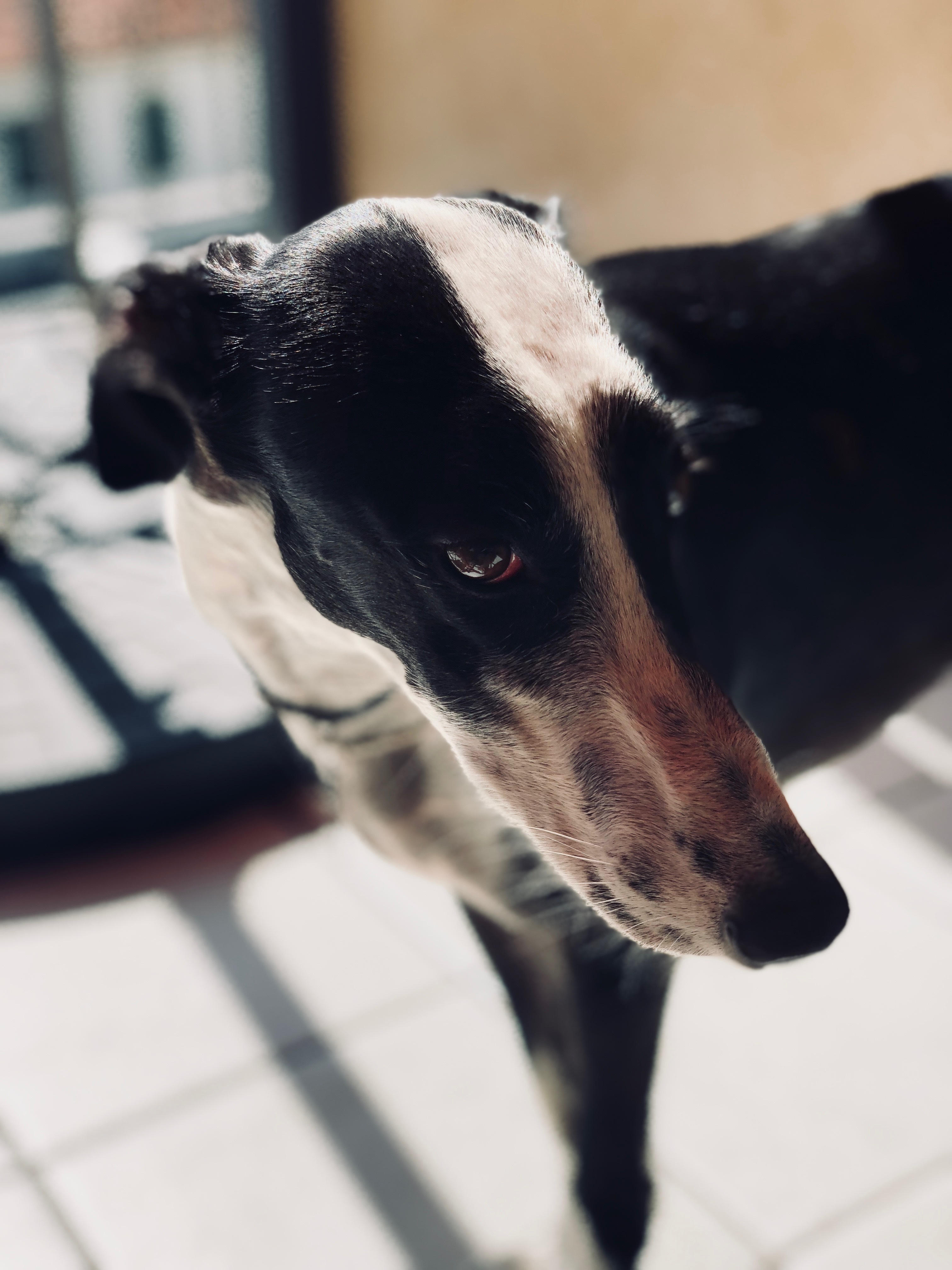 Galgo Dog Greyhound free image download