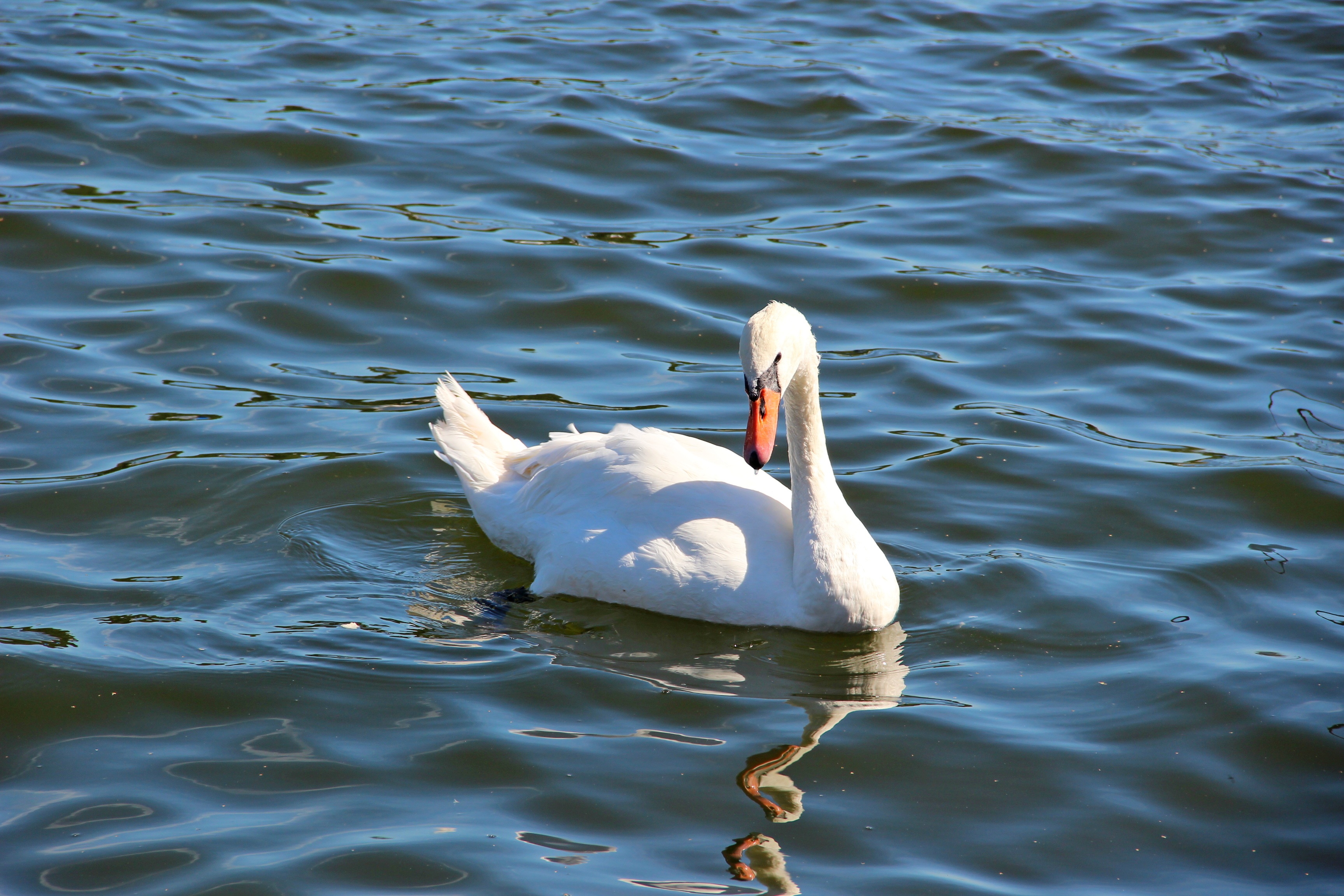 Lake Water Bird free image download