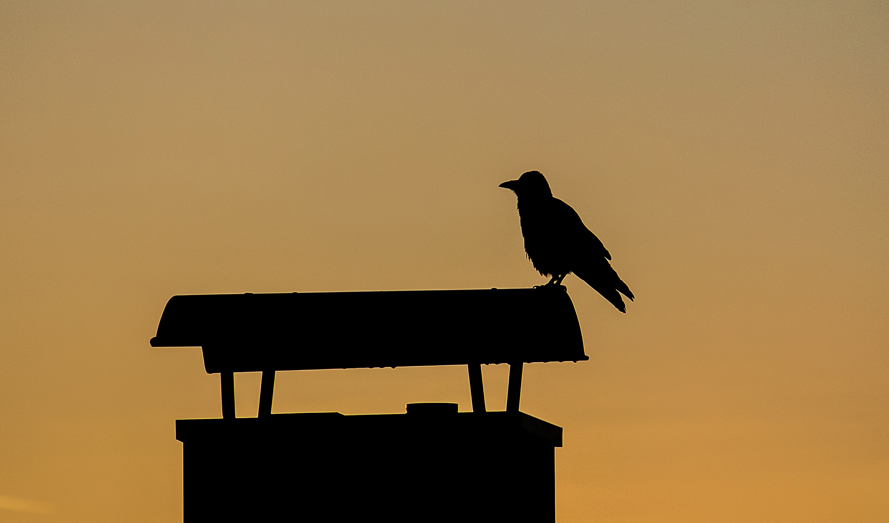 Crow Jackdaw Raven free image download