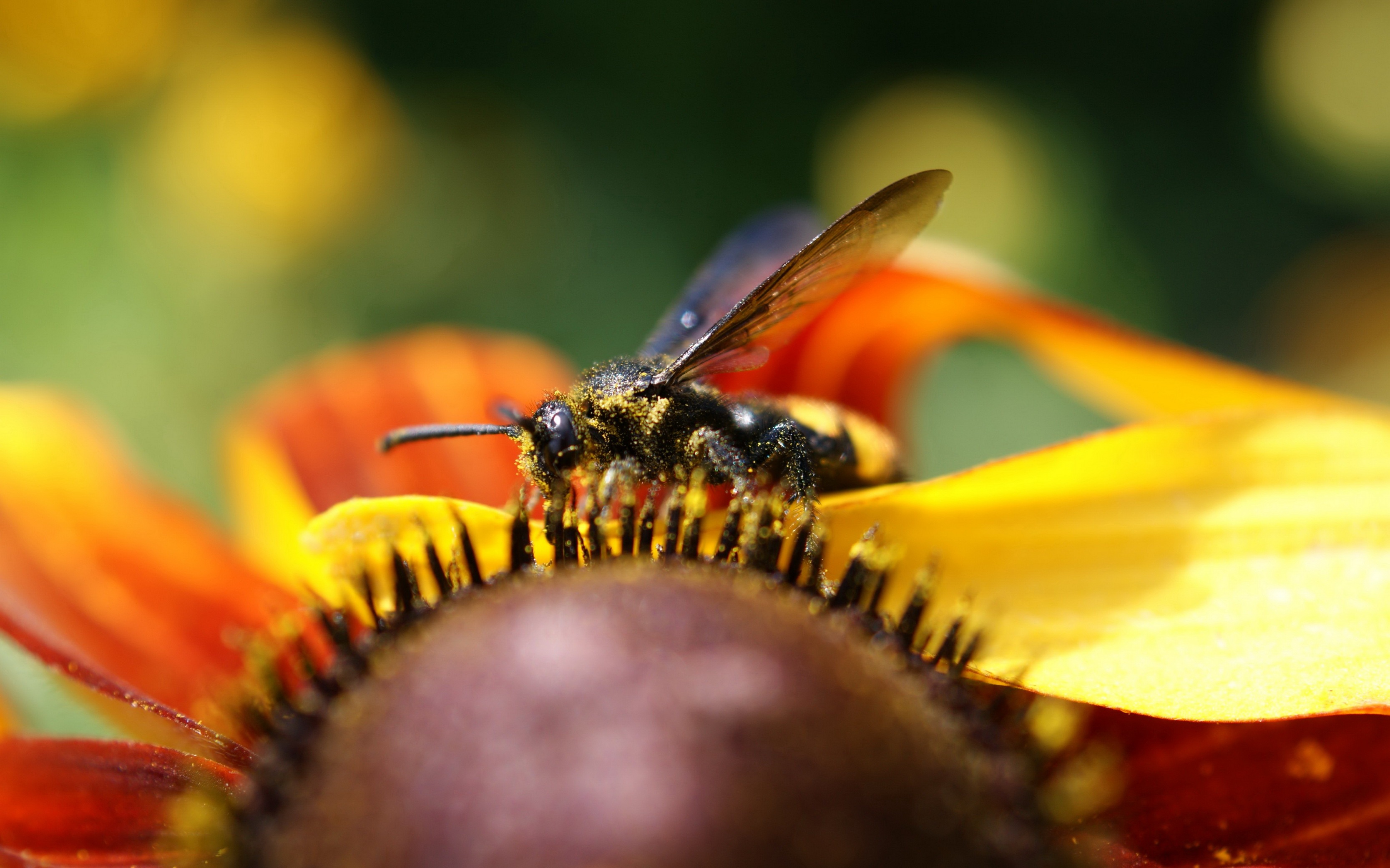 Flora Fauna Flowers free image download