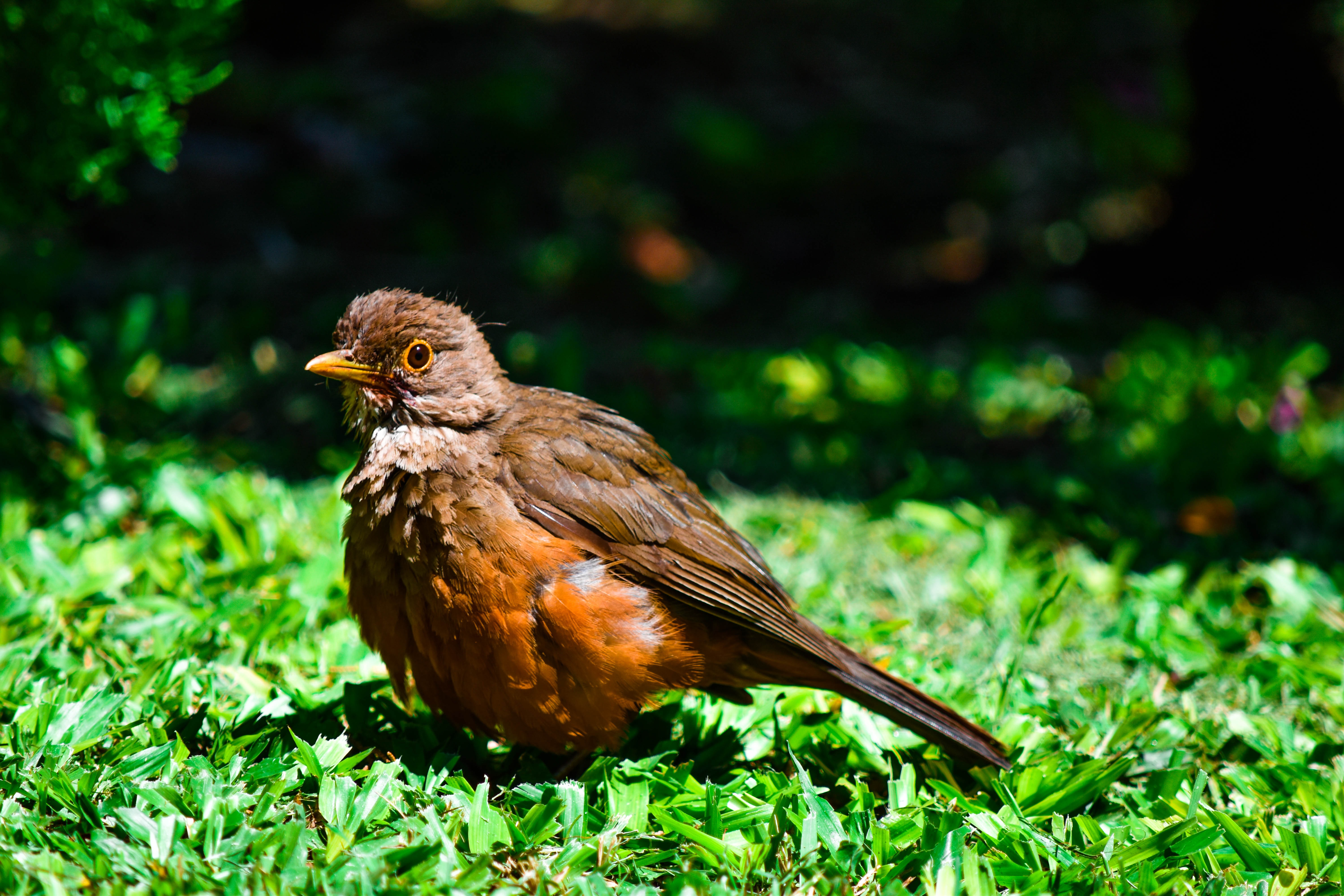 Bird Green Animal free image download