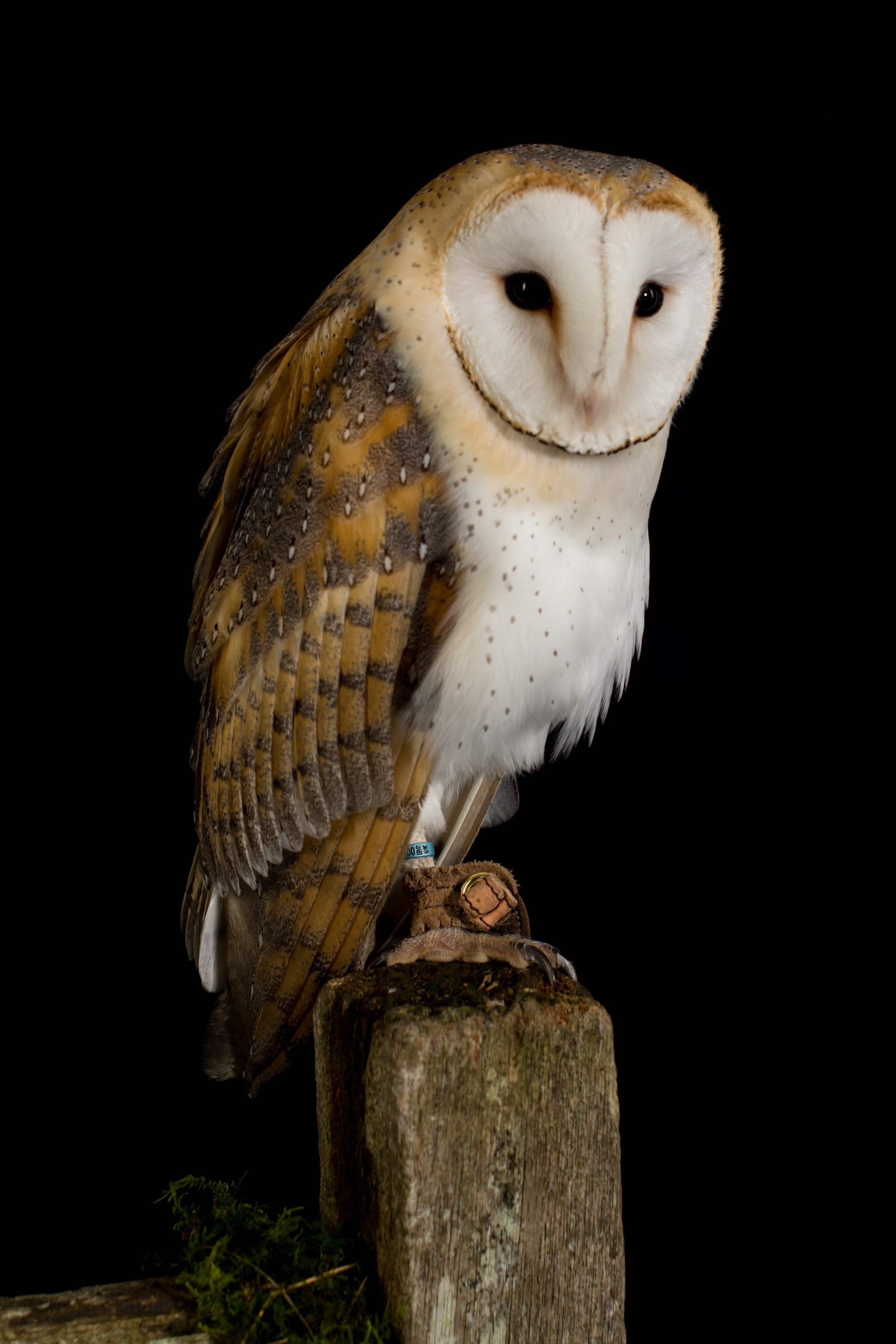 Owl Bird Animal free image download