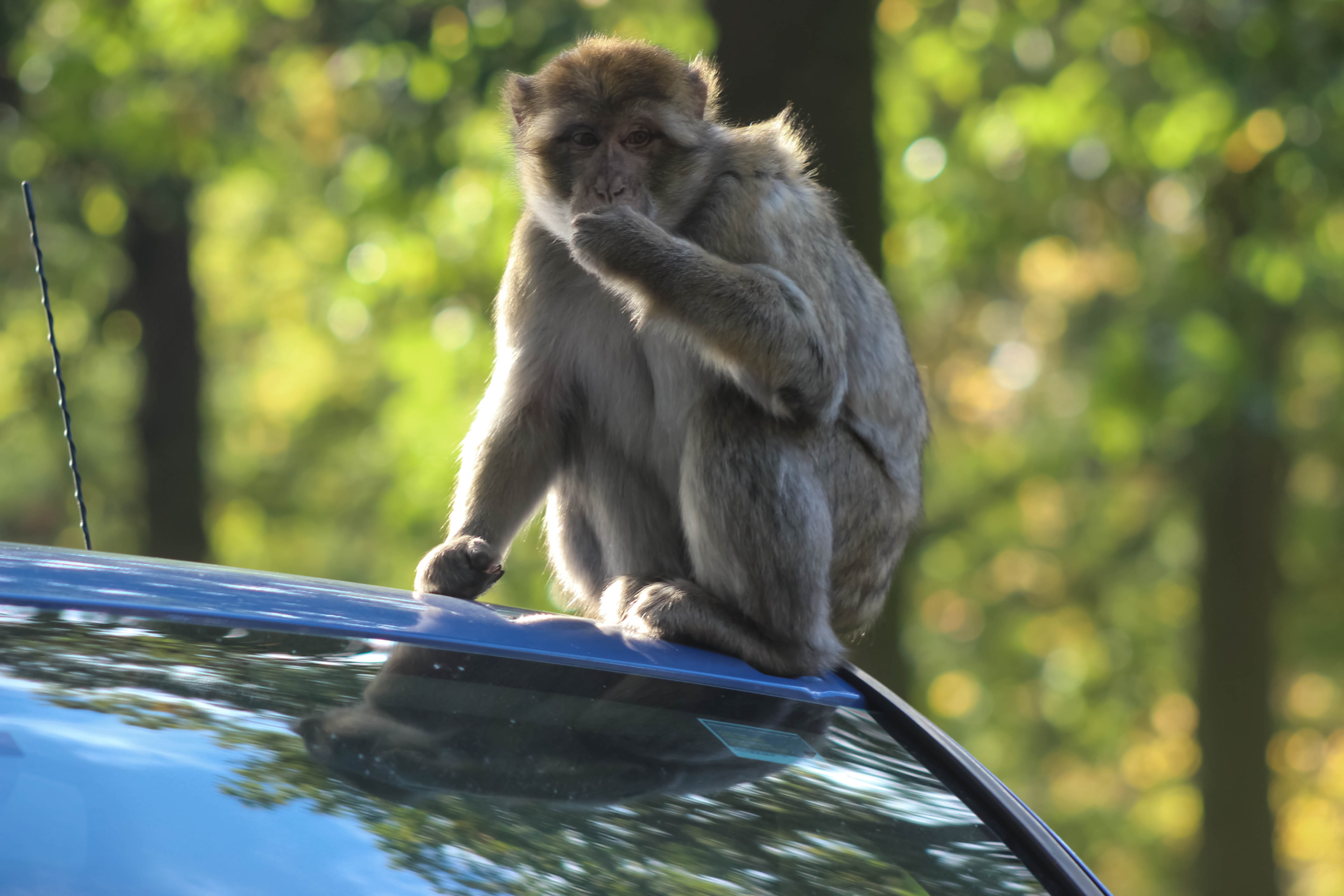 Safari Park Monkey Wildlife free image download