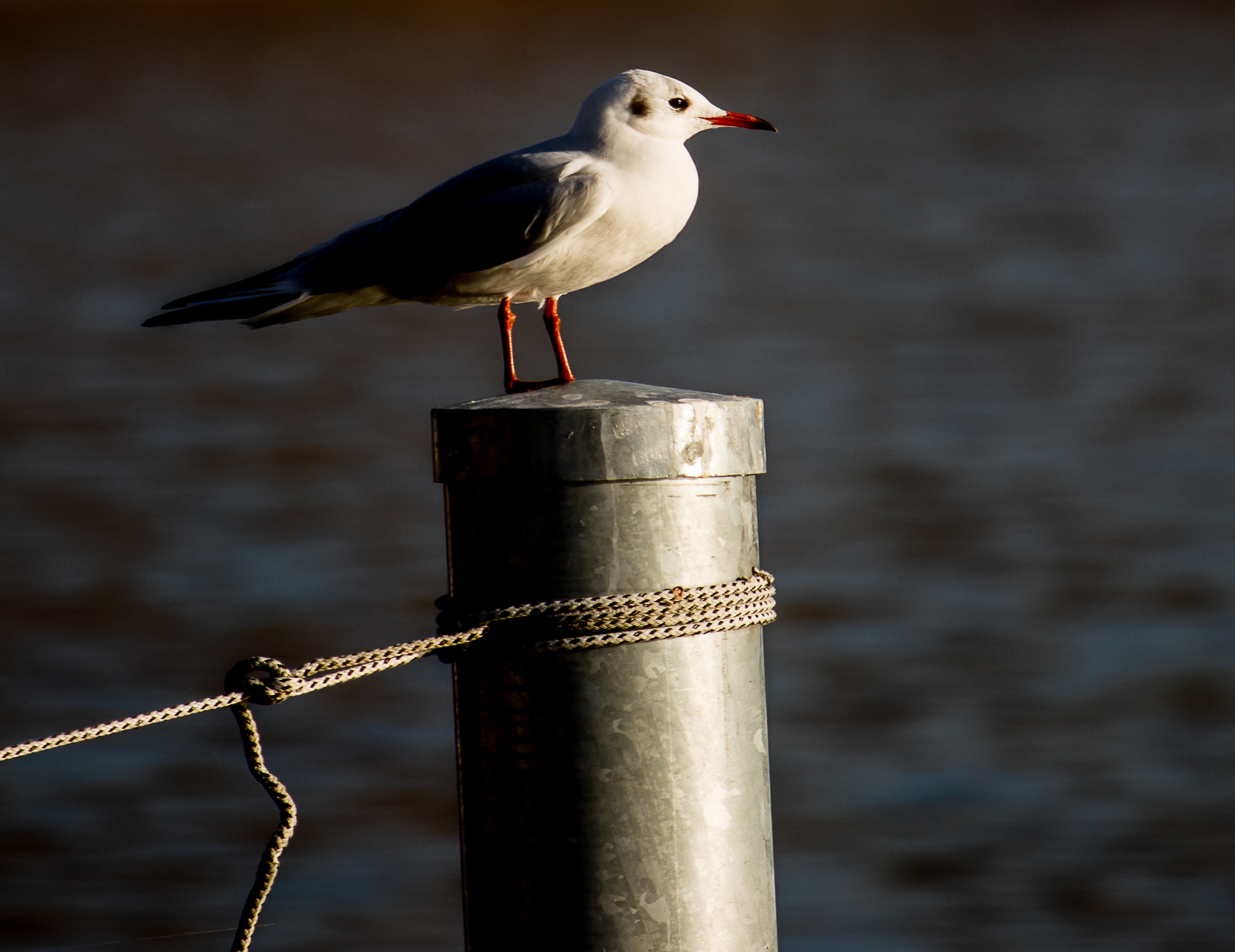 Seagull Bird Animal World Water free image download
