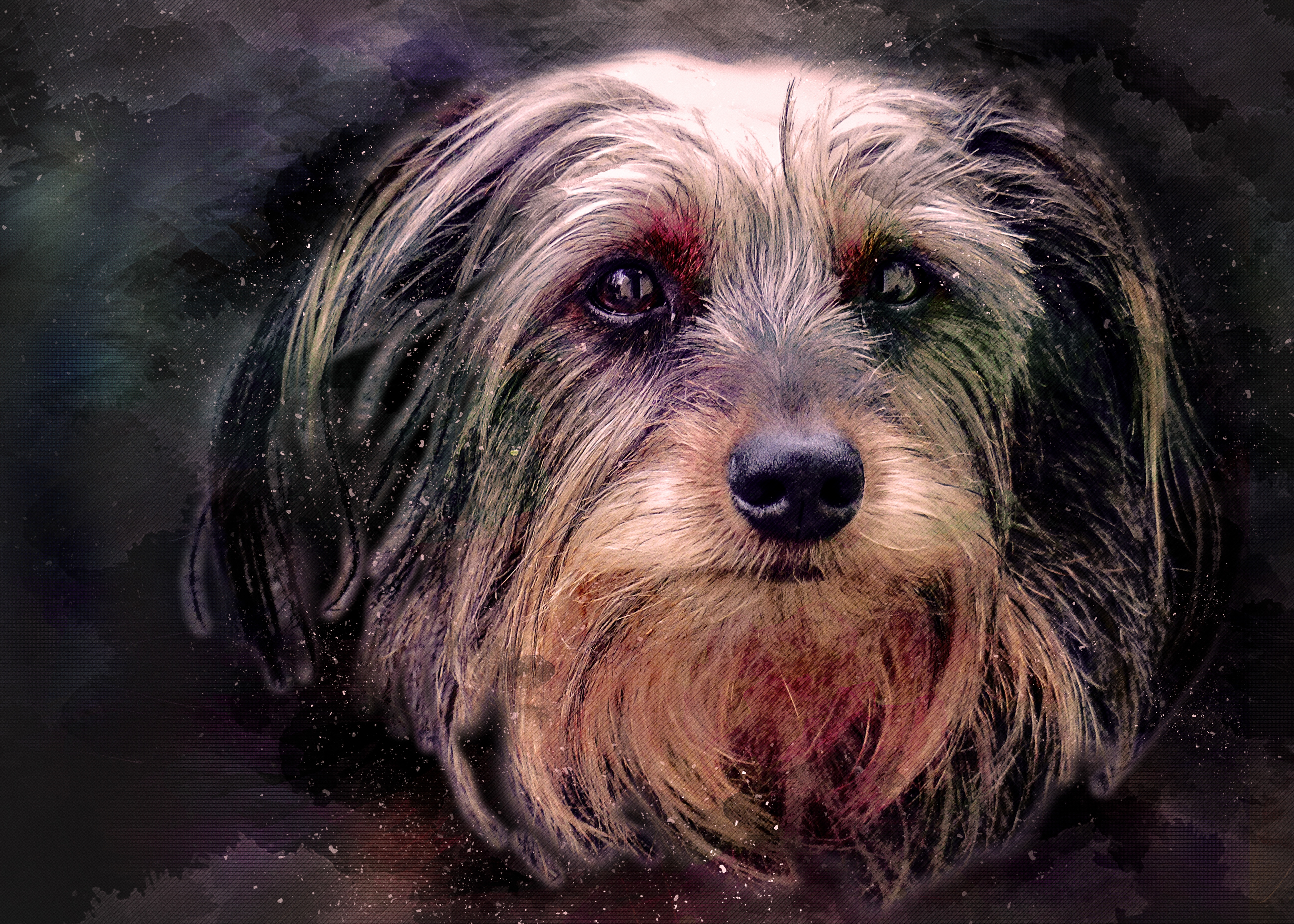 Dog small head portrait pet free image download