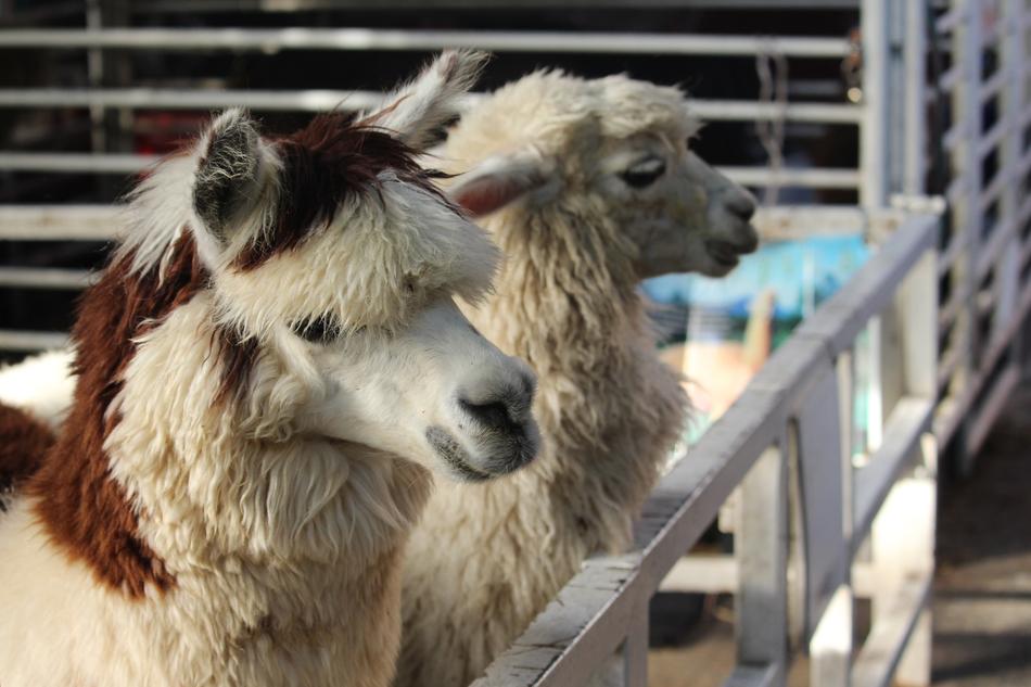Animal Alpaca Hair free image download