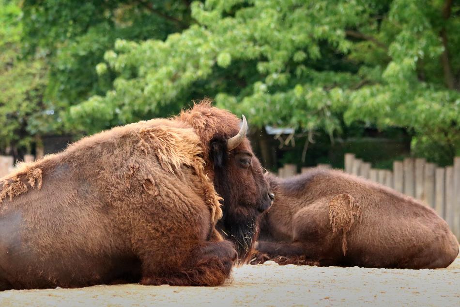 Bison Animal Corners free image download