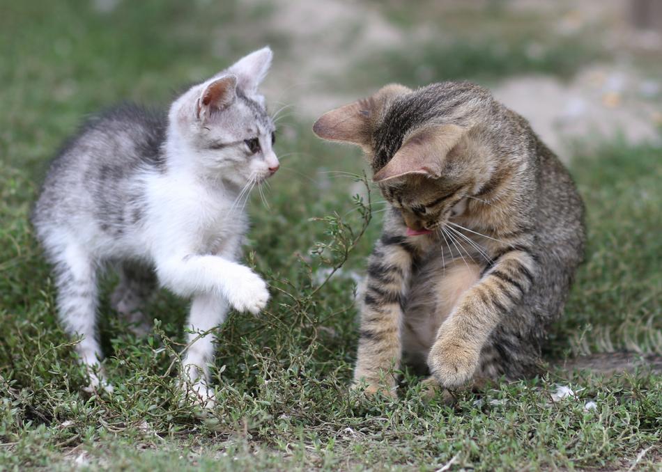 Two kittens playing free image download